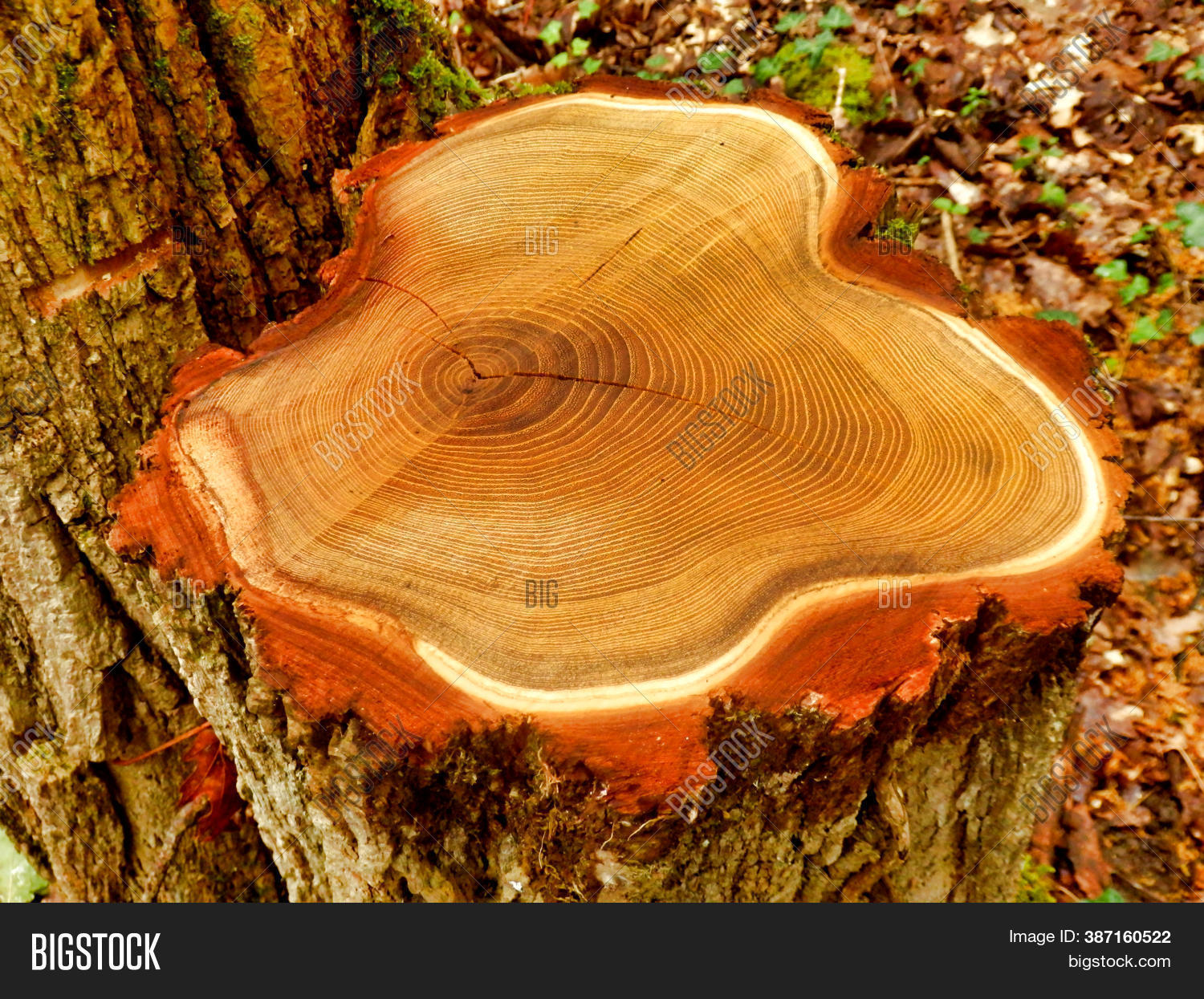 Acacia Tree Close Up