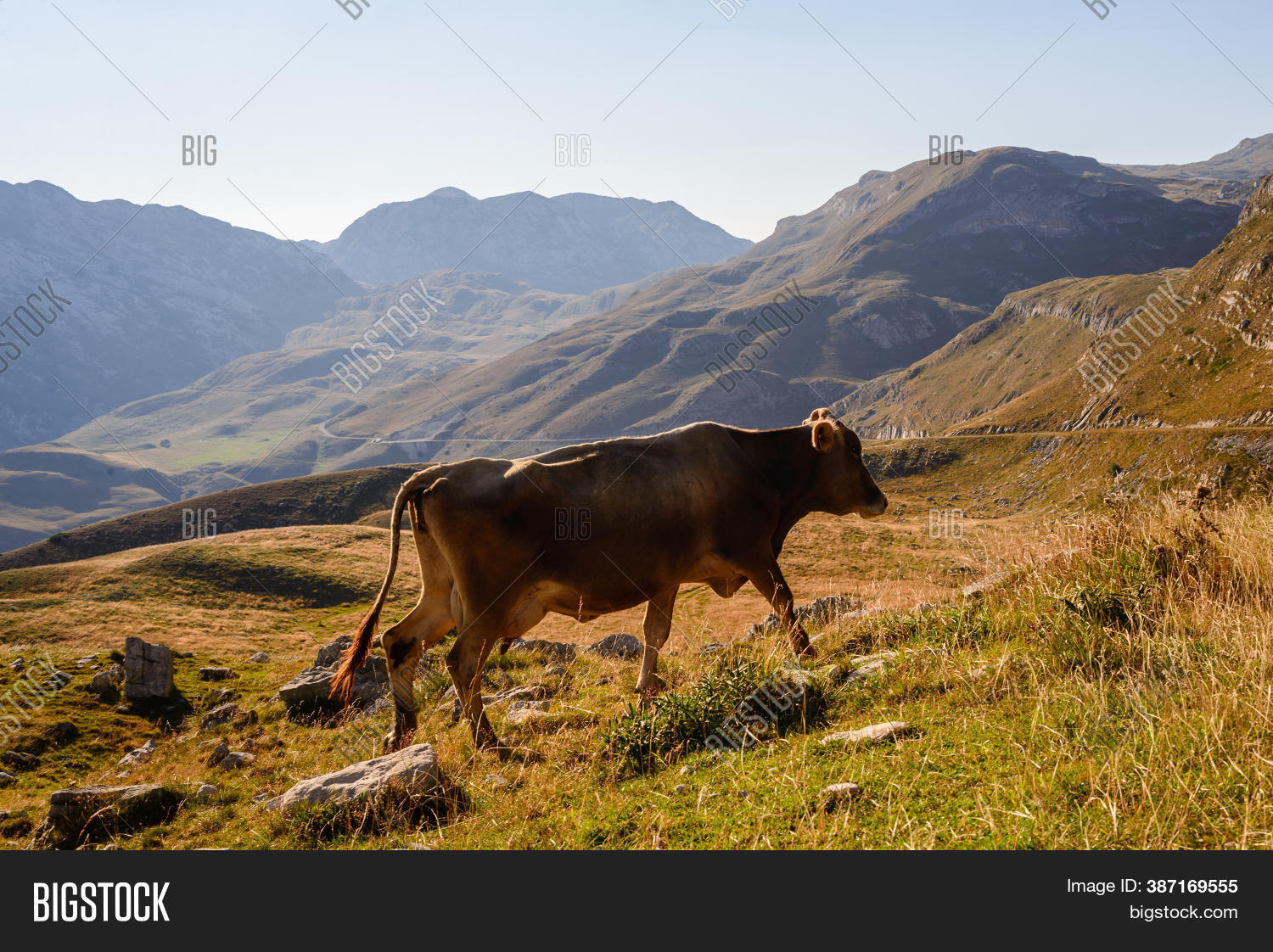 Cow Walking Nature. Image & Photo (Free Trial) | Bigstock