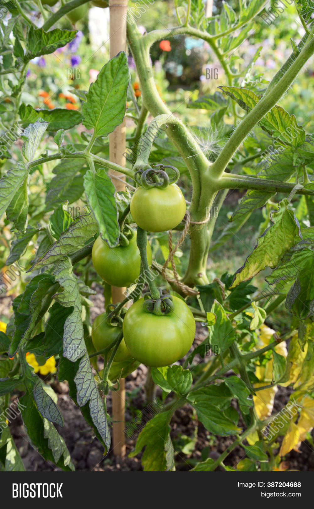 Green Unripe Ferline Image & Photo (Free Trial) | Bigstock