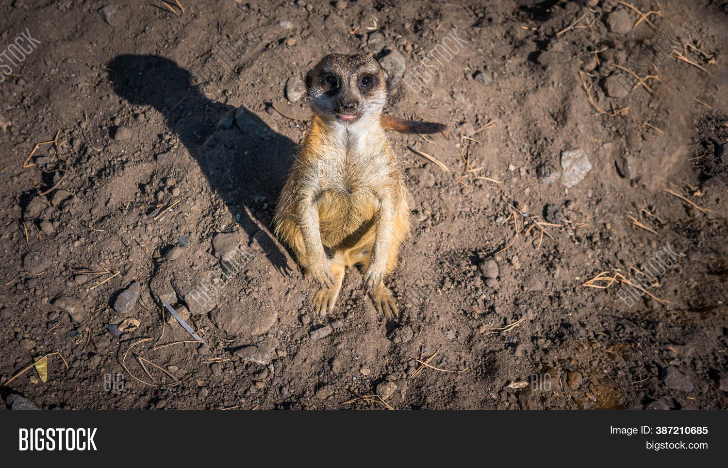 Meerkat Looks Into Image & Photo (Free Trial) | Bigstock