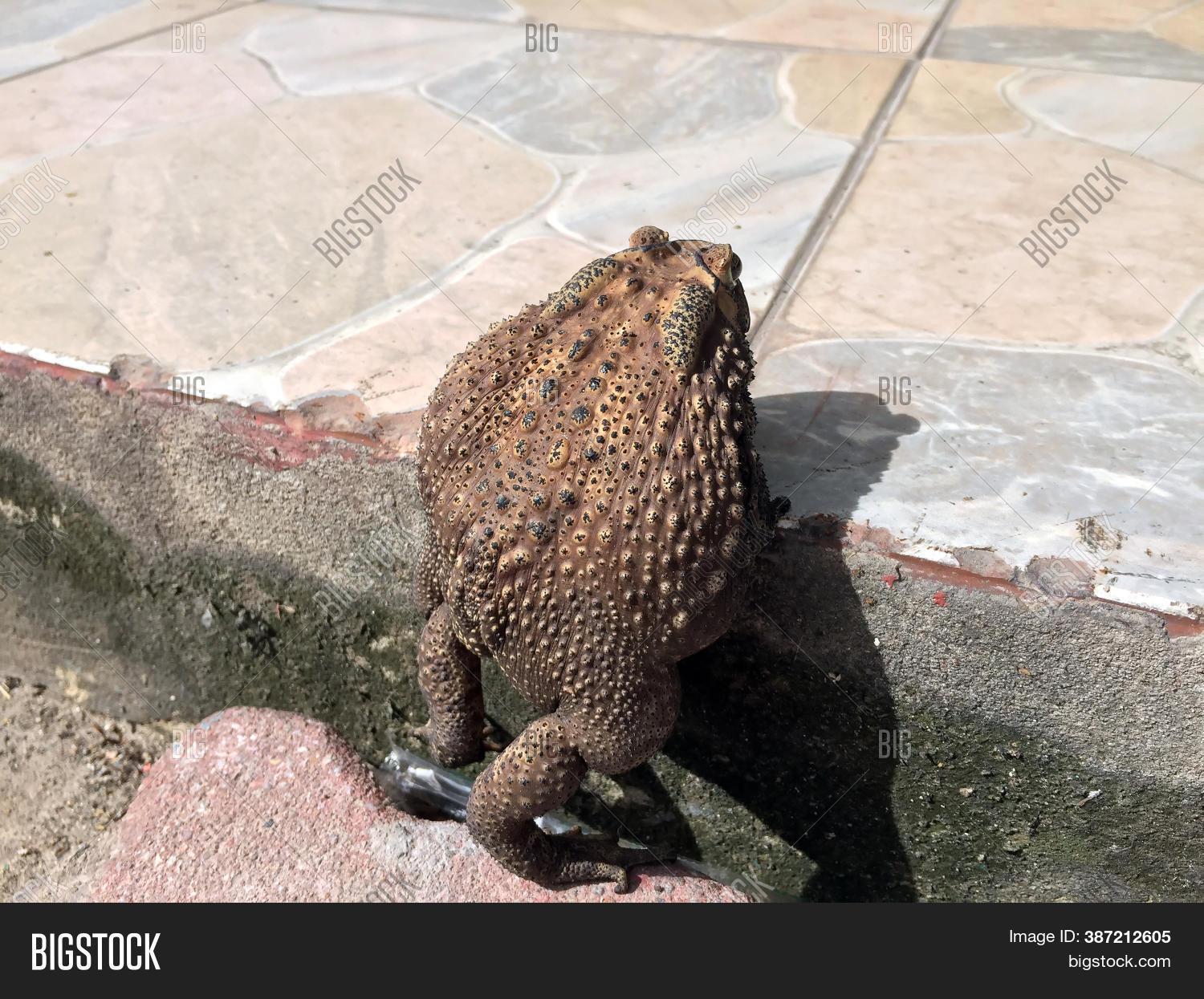 Toad Climbing On Step Image & Photo (Free Trial) | Bigstock