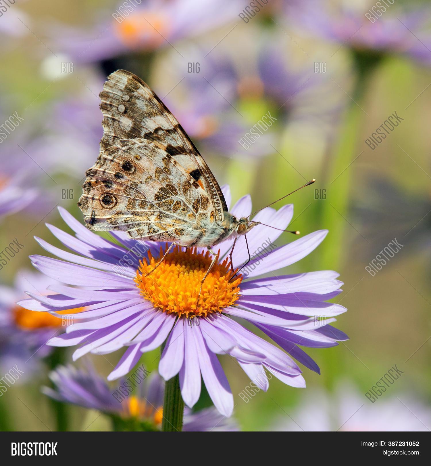 View Butterfly Sitting Image & Photo (Free Trial) | Bigstock