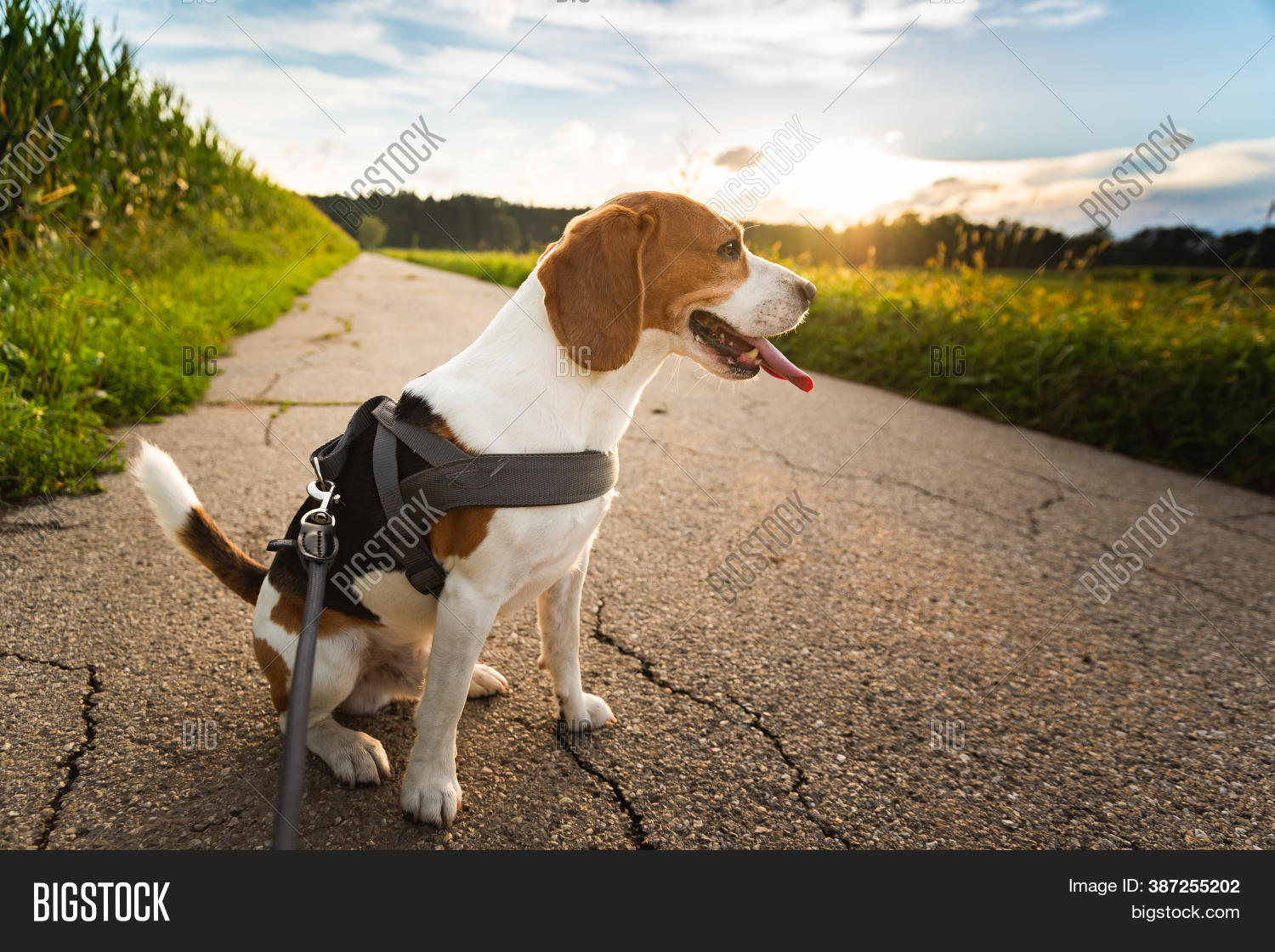 Beagle Dog On Leash Image & Photo (Free Trial) | Bigstock