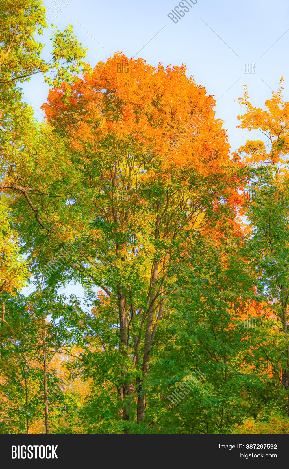 Tall Maple Tree Autumn Image & Photo (Free Trial) | Bigstock