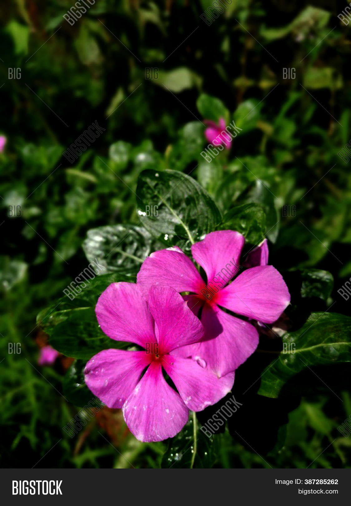 Portrait Image Image & Photo (Free Trial) | Bigstock