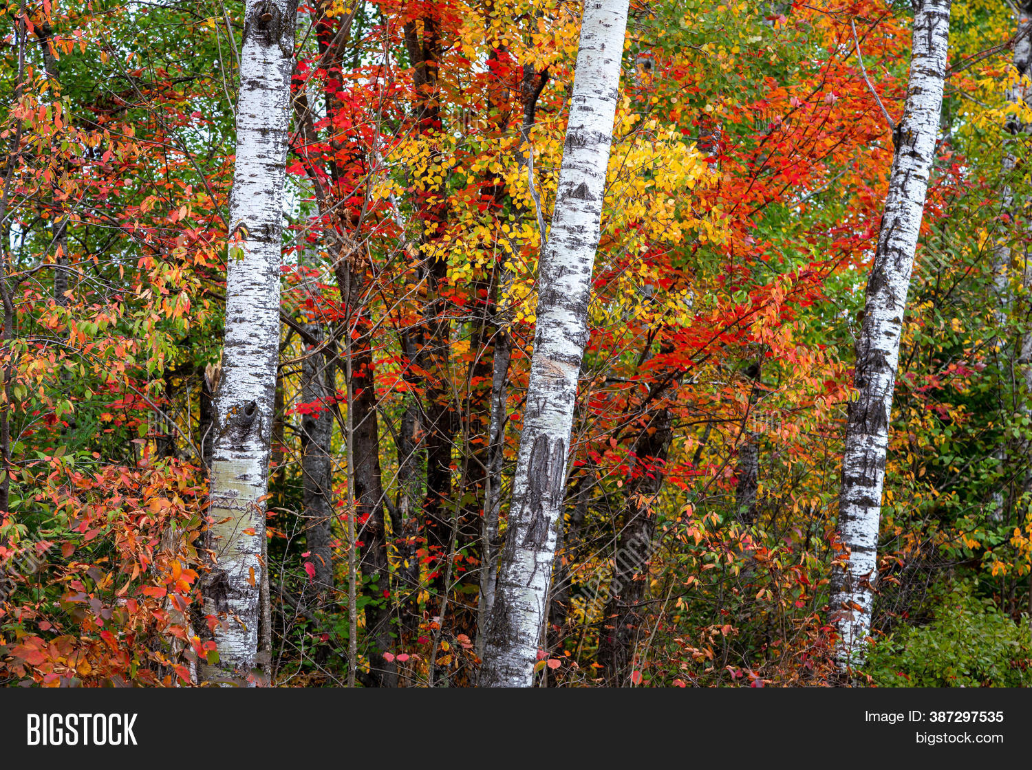 Three Birch Trees Image & Photo (Free Trial) | Bigstock