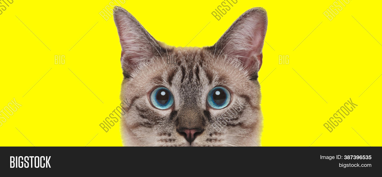 Eager Domestic Cat Image & Photo (Free Trial) | Bigstock