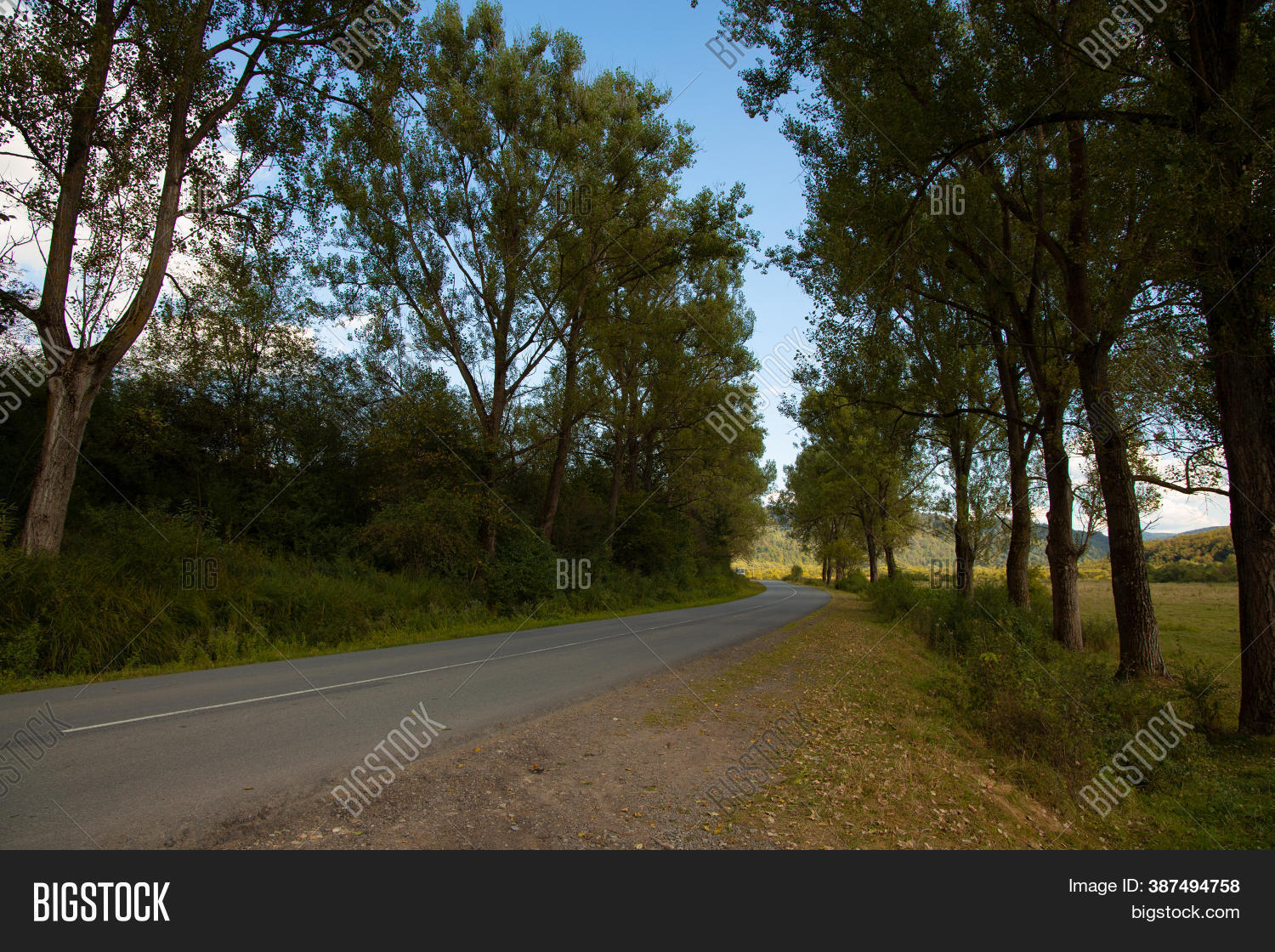 Car Road Trees Alley Image & Photo (Free Trial) | Bigstock