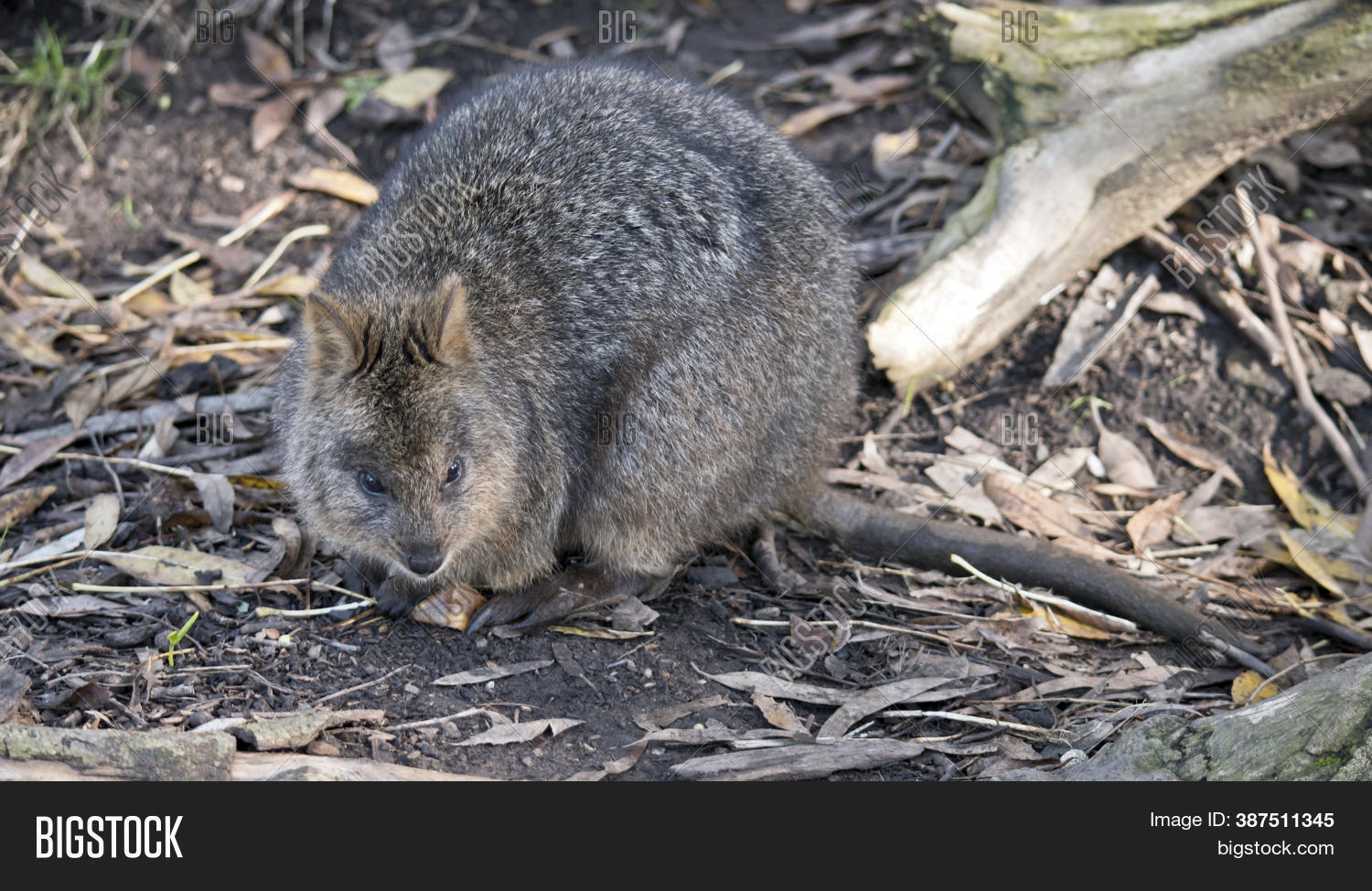 Quokka Has Long Tail Image & Photo (Free Trial) | Bigstock