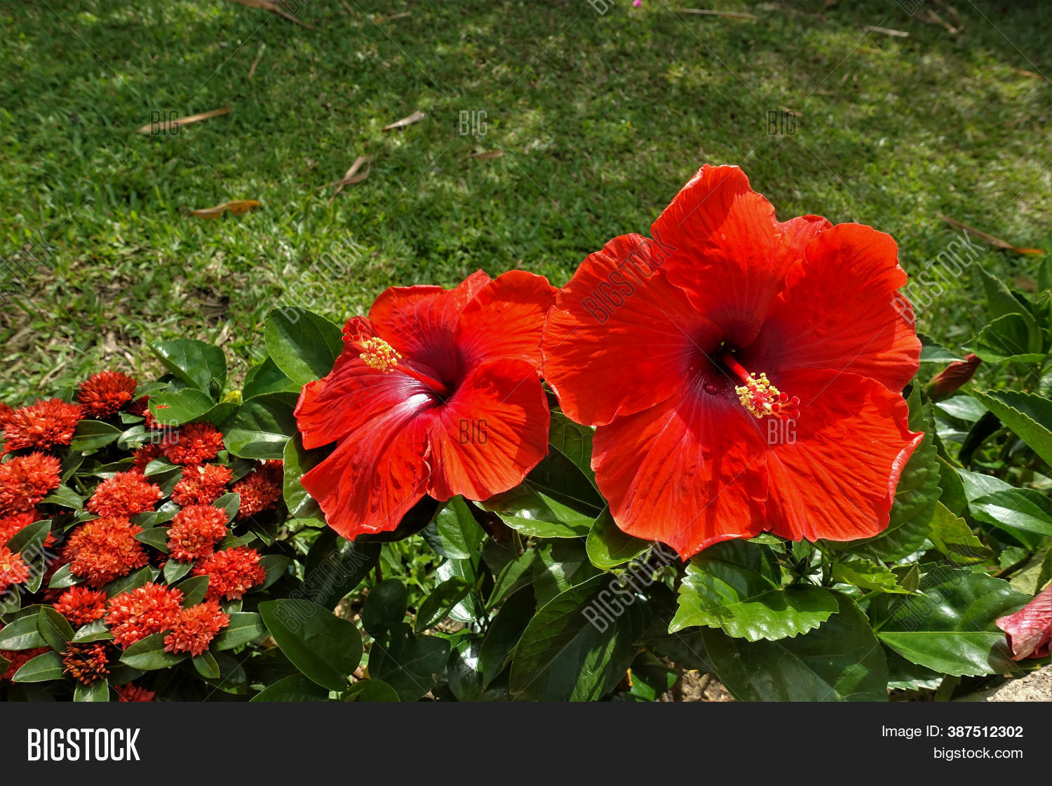 Bright Scarlet Image & Photo (Free Trial) | Bigstock