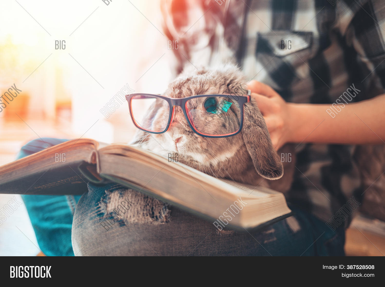 Woman Holding Lop- Image & Photo (Free Trial) | Bigstock