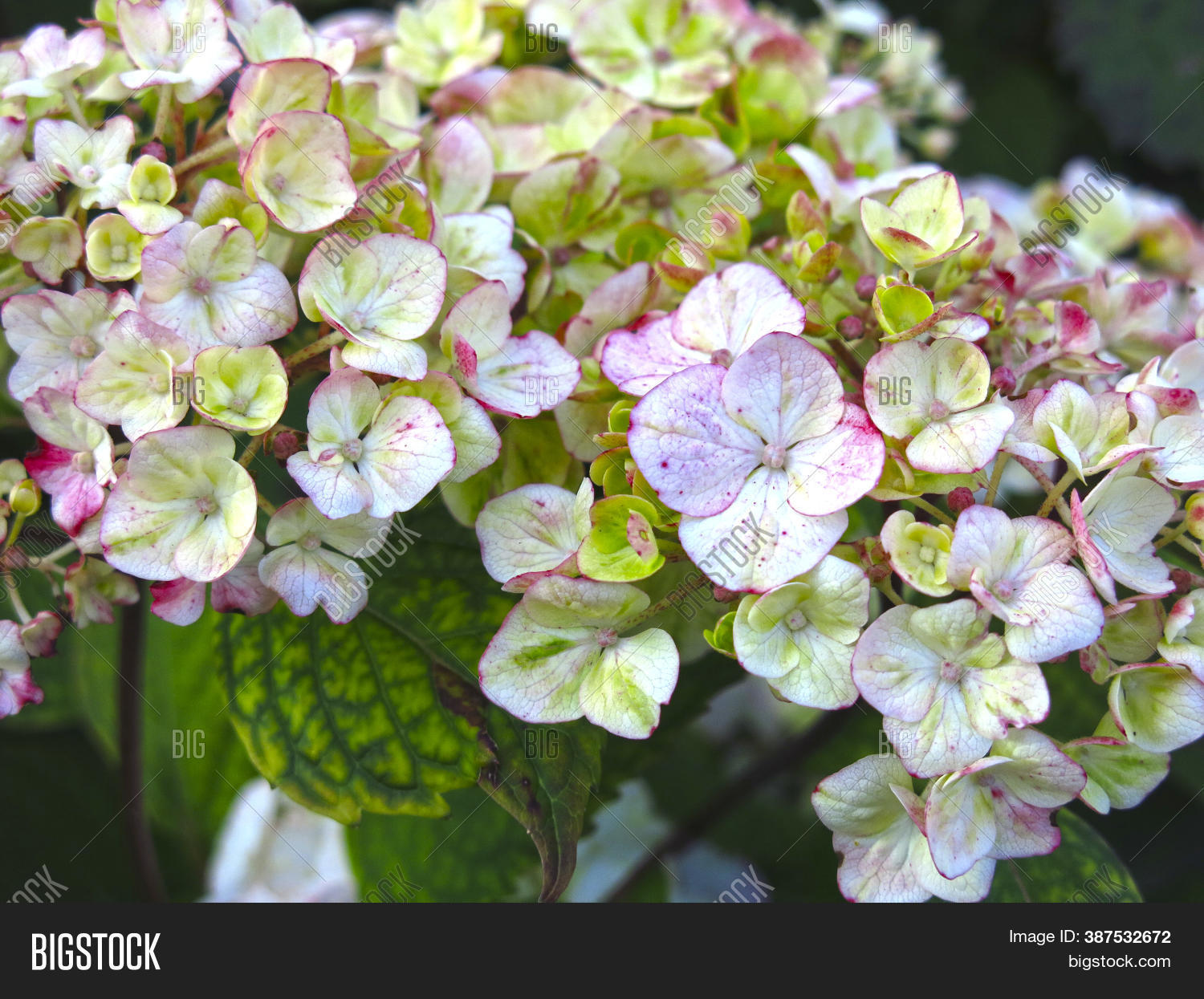 Large-leaved Hydrangea Image & Photo (Free Trial) | Bigstock