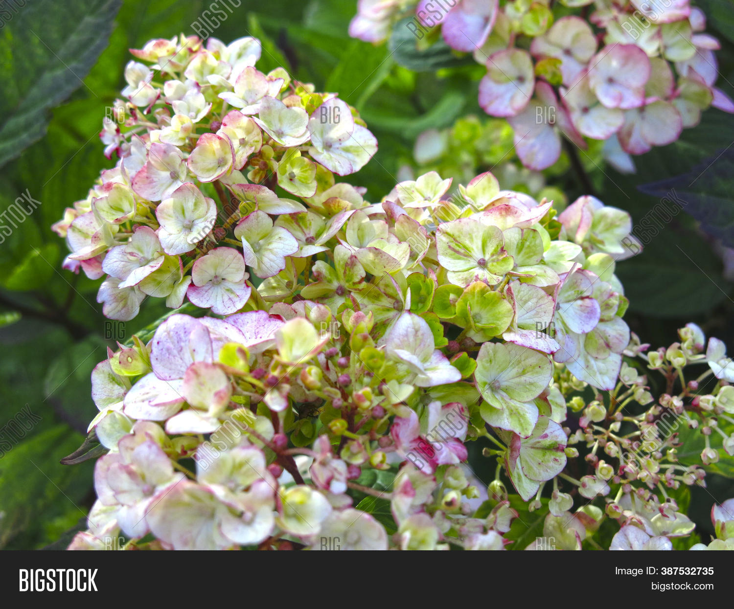 Large-leaved Hydrangea Image & Photo (Free Trial) | Bigstock