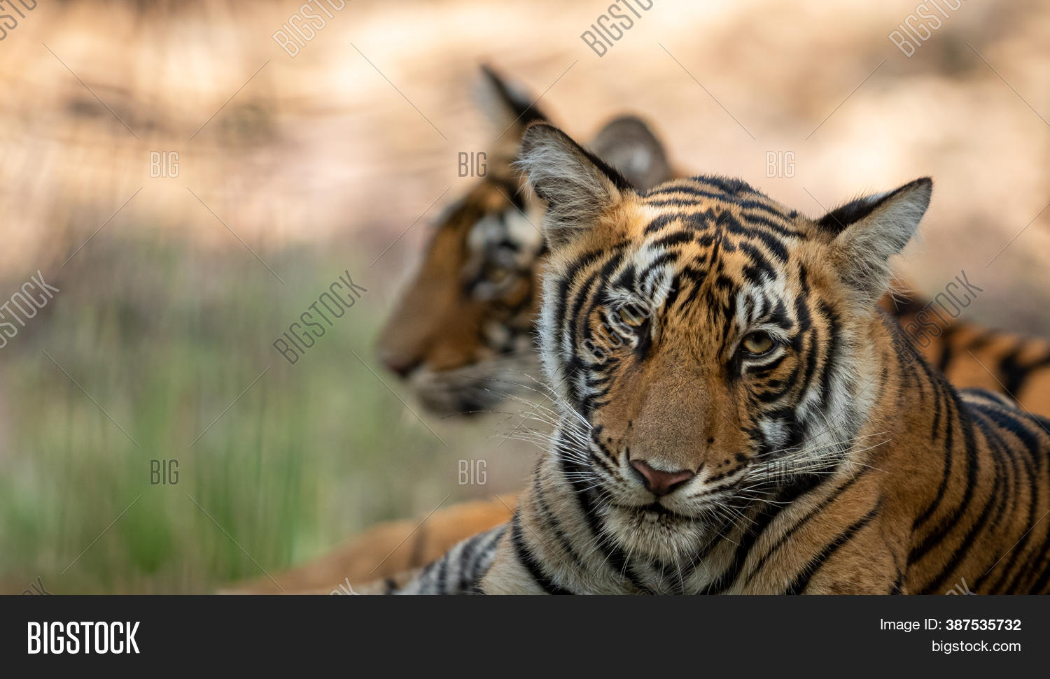 Wild Tiger Cub Resting Image & Photo (Free Trial) | Bigstock