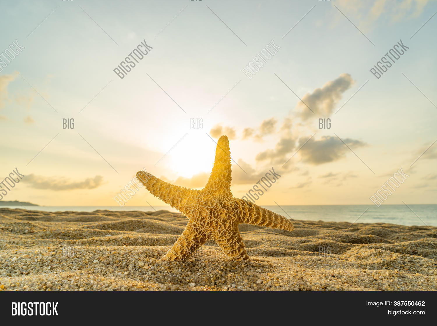 Starfish On Tropical Image & Photo (Free Trial) | Bigstock