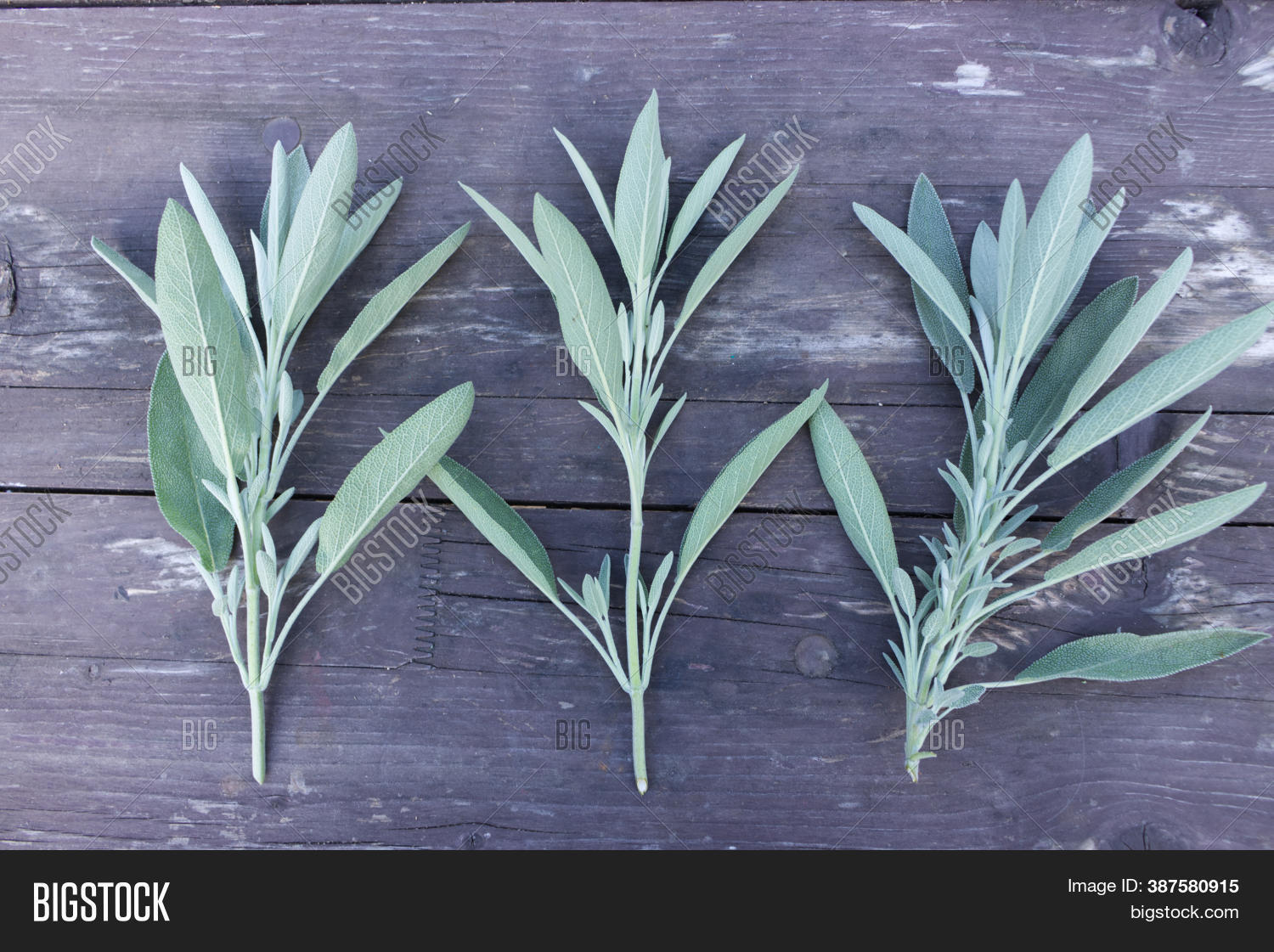 Medicinal Herb Salvia Image & Photo (Free Trial) | Bigstock