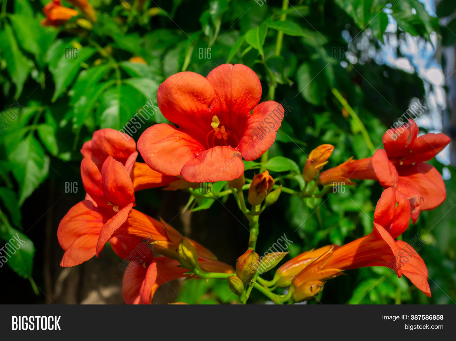 Close Red Climber Image & Photo (Free Trial) | Bigstock
