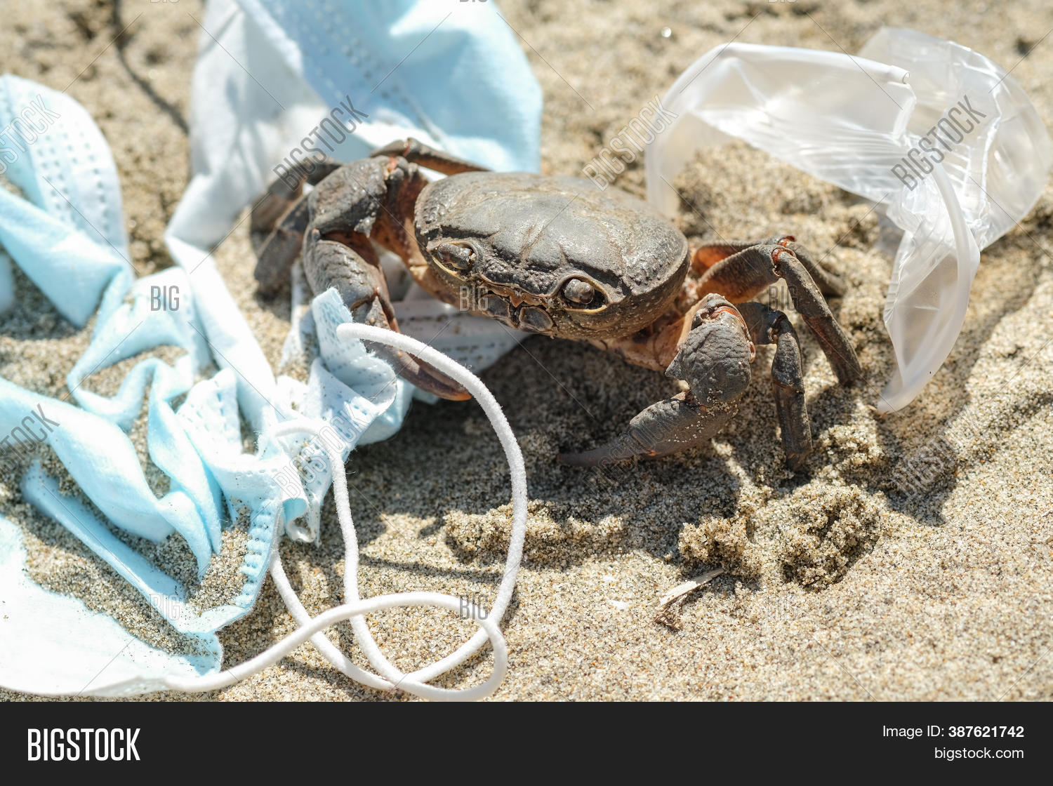 Marine Crab On Image & Photo (Free Trial) | Bigstock