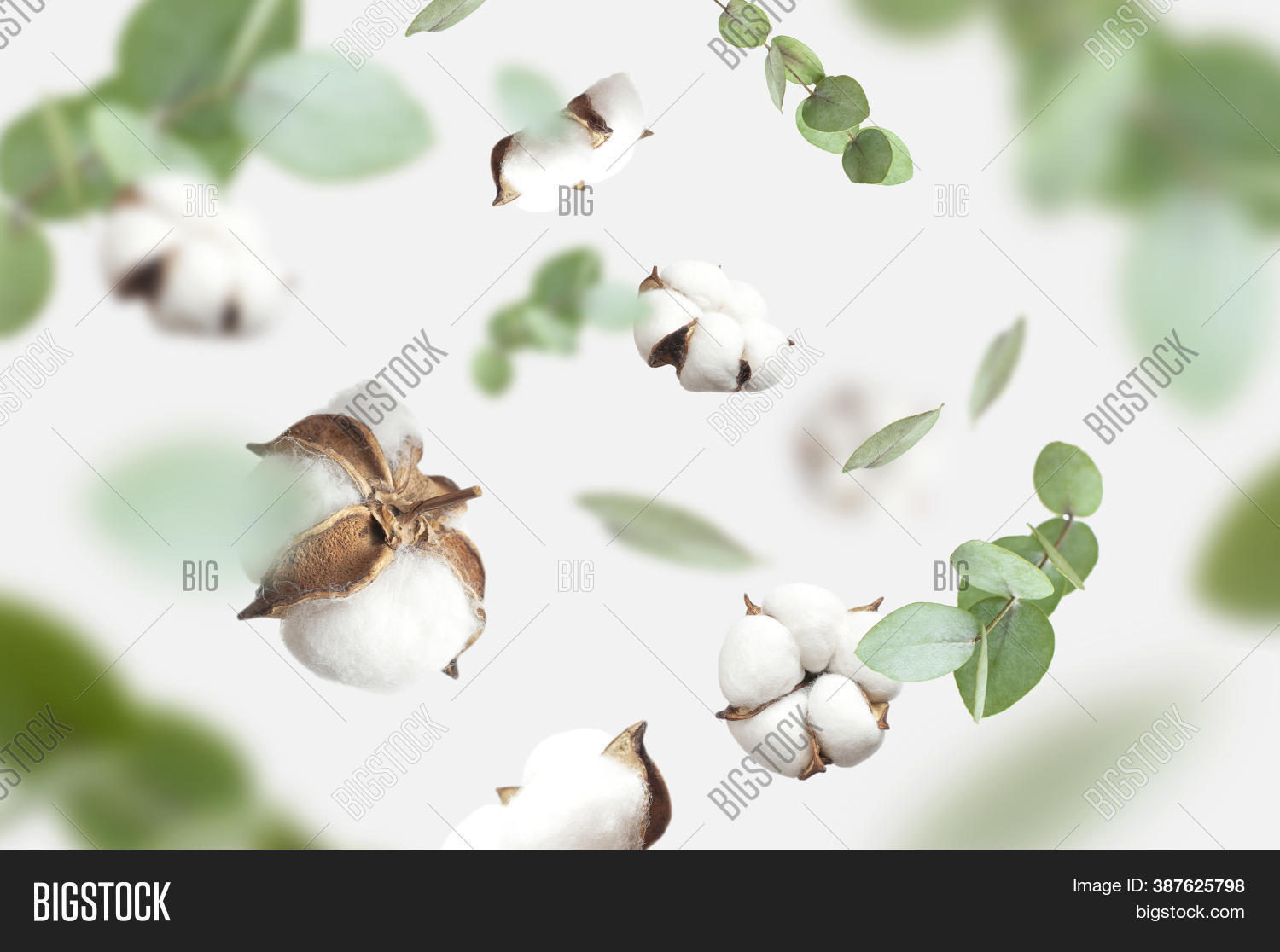 Flying Cotton Flowers Image & Photo (Free Trial) | Bigstock