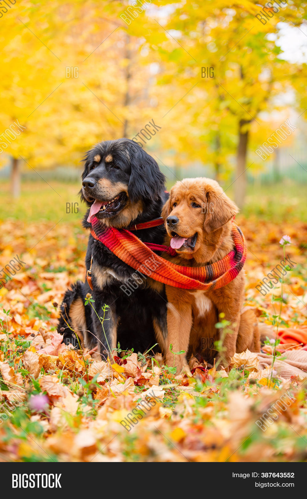 Two Large Dogs Sit Image & Photo (Free Trial) | Bigstock