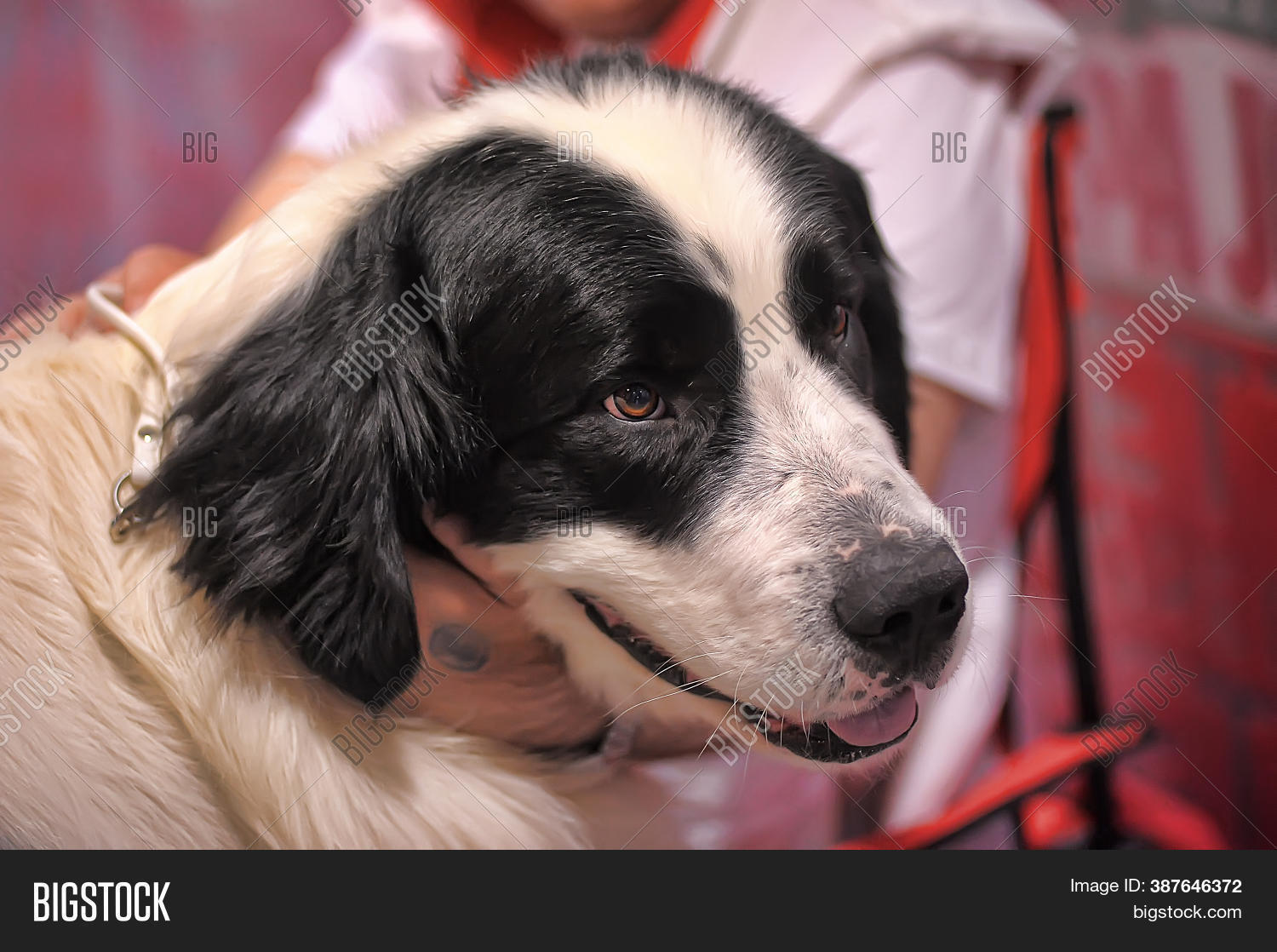Pyrenean Mastiff White Image & Photo (Free Trial) | Bigstock