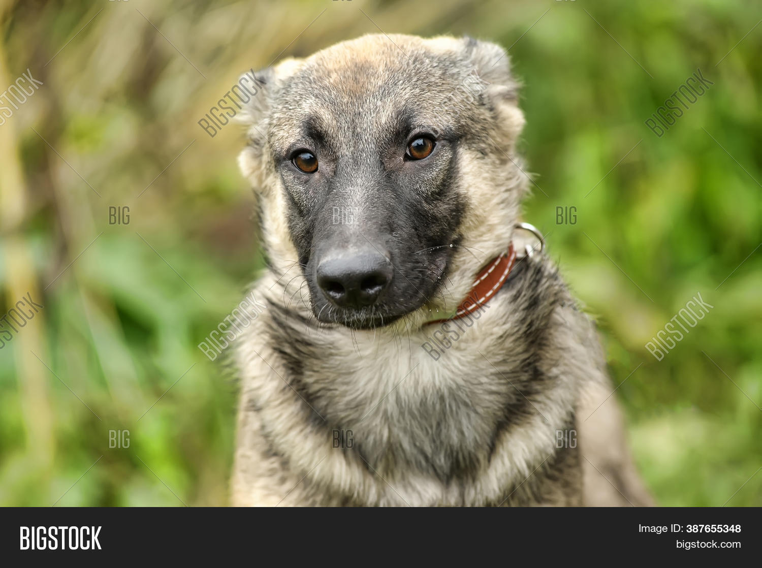Gray Dog, Ears On Image & Photo (Free Trial) | Bigstock
