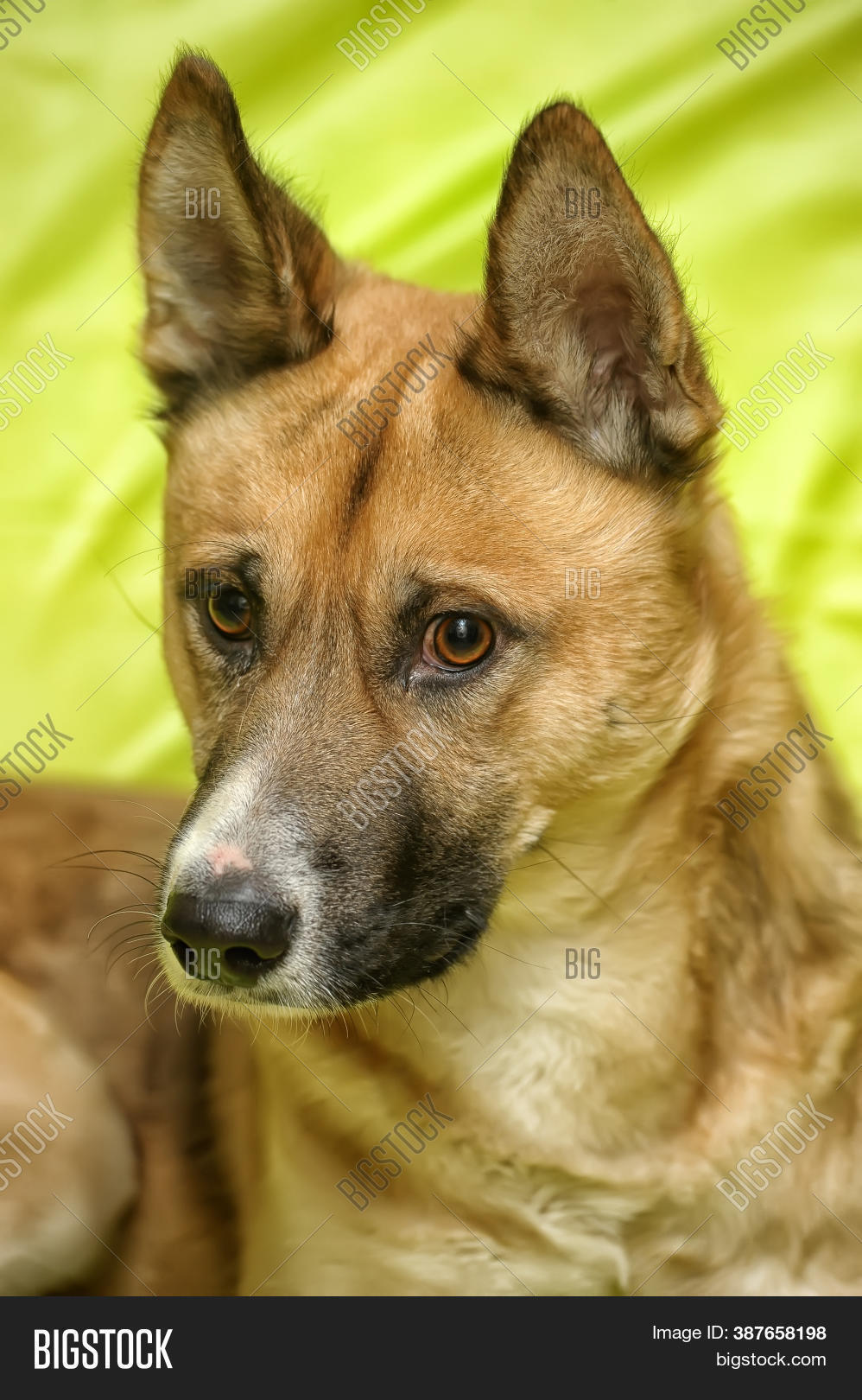 Beautiful Red Dog Half Image & Photo (Free Trial) | Bigstock