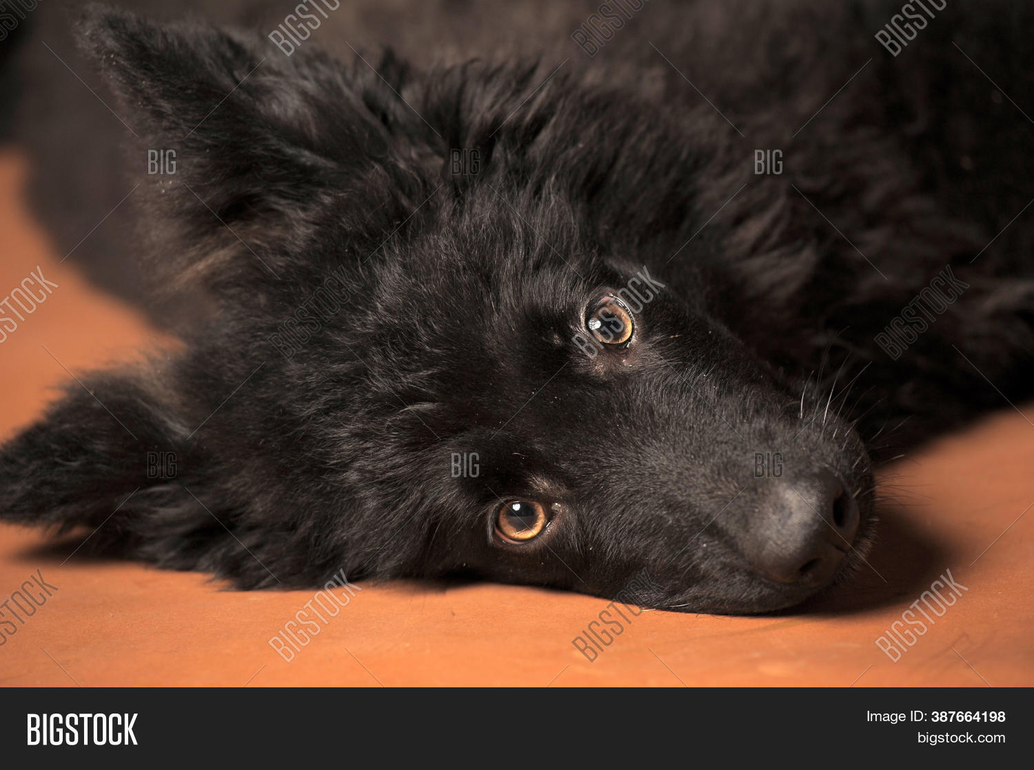 Black Furry Puppy On Image & Photo (Free Trial) | Bigstock