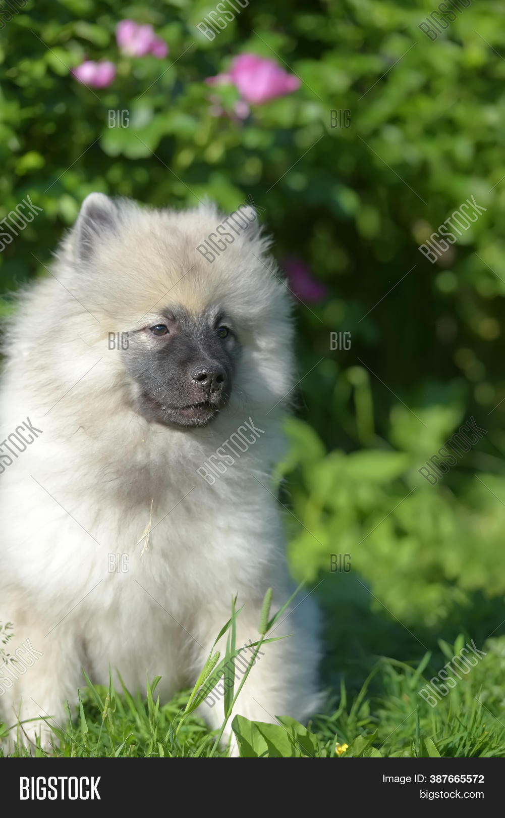 Keeshond Wolfspitz Image & Photo (Free Trial) | Bigstock