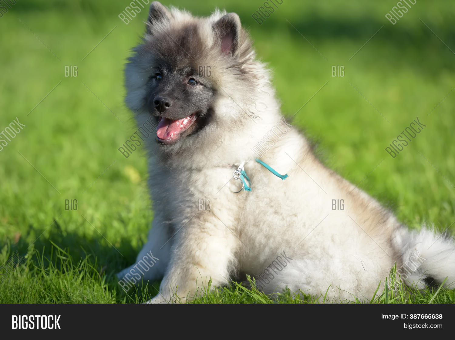 Keeshond Wolfspitz Image & Photo (Free Trial) | Bigstock