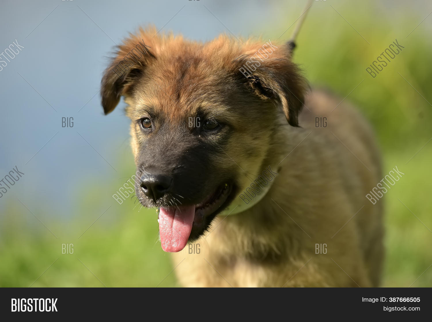 Brown Puppy Pooch By Image & Photo (Free Trial) | Bigstock