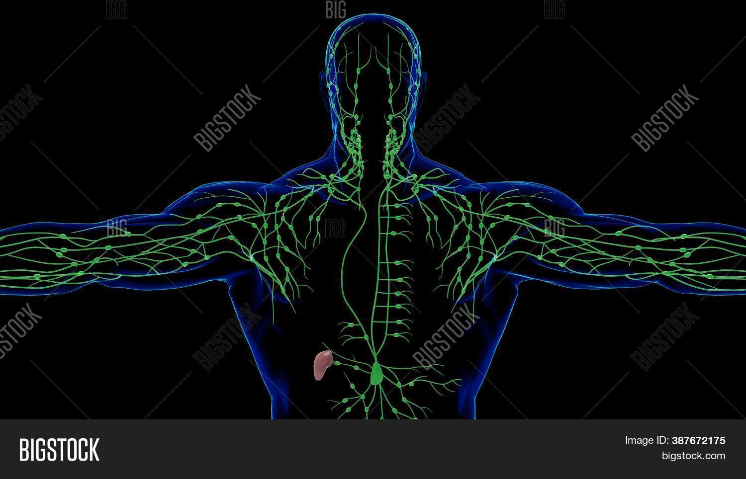 Human Lymph Nodes Image & Photo (Free Trial) | Bigstock