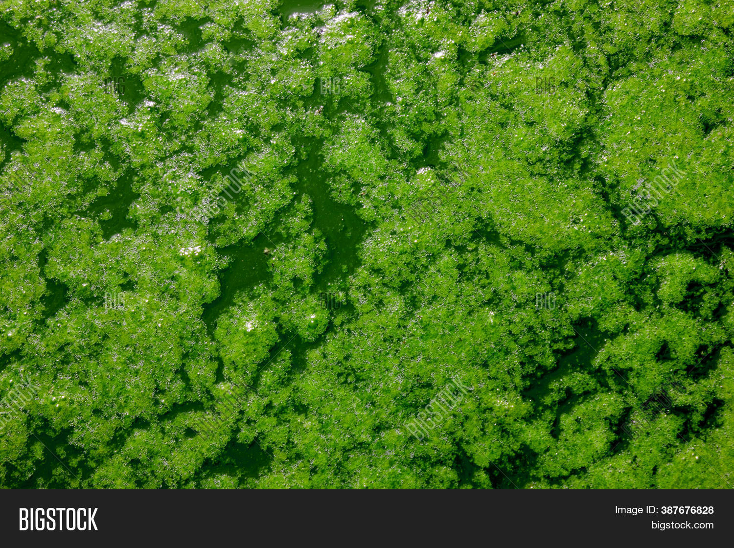 Patterns Green Algae Image & Photo (Free Trial) | Bigstock