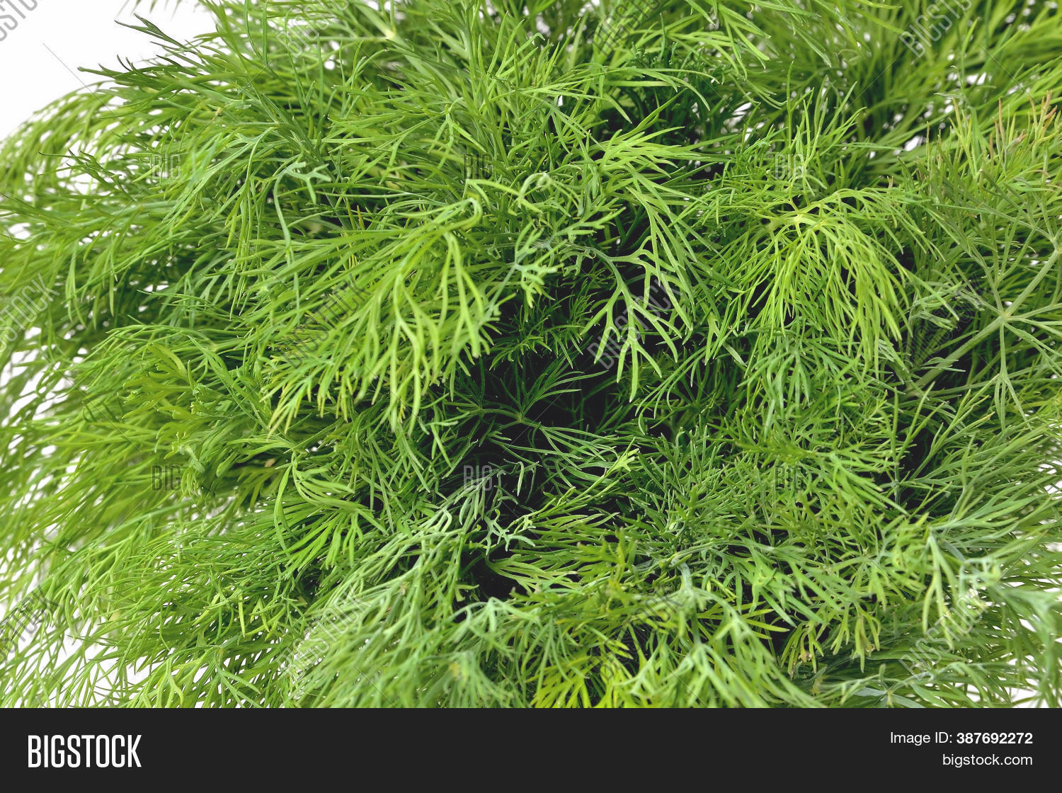 Dill, Fresh Natural Image & Photo (Free Trial) | Bigstock