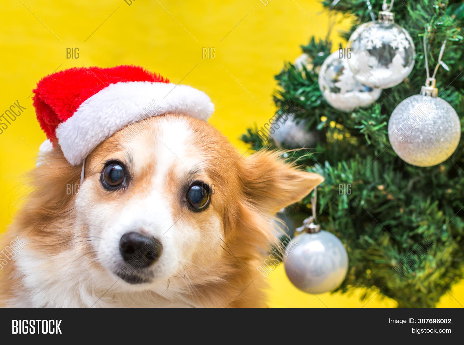 Portrait Ginger Dog Image & Photo (Free Trial) | Bigstock