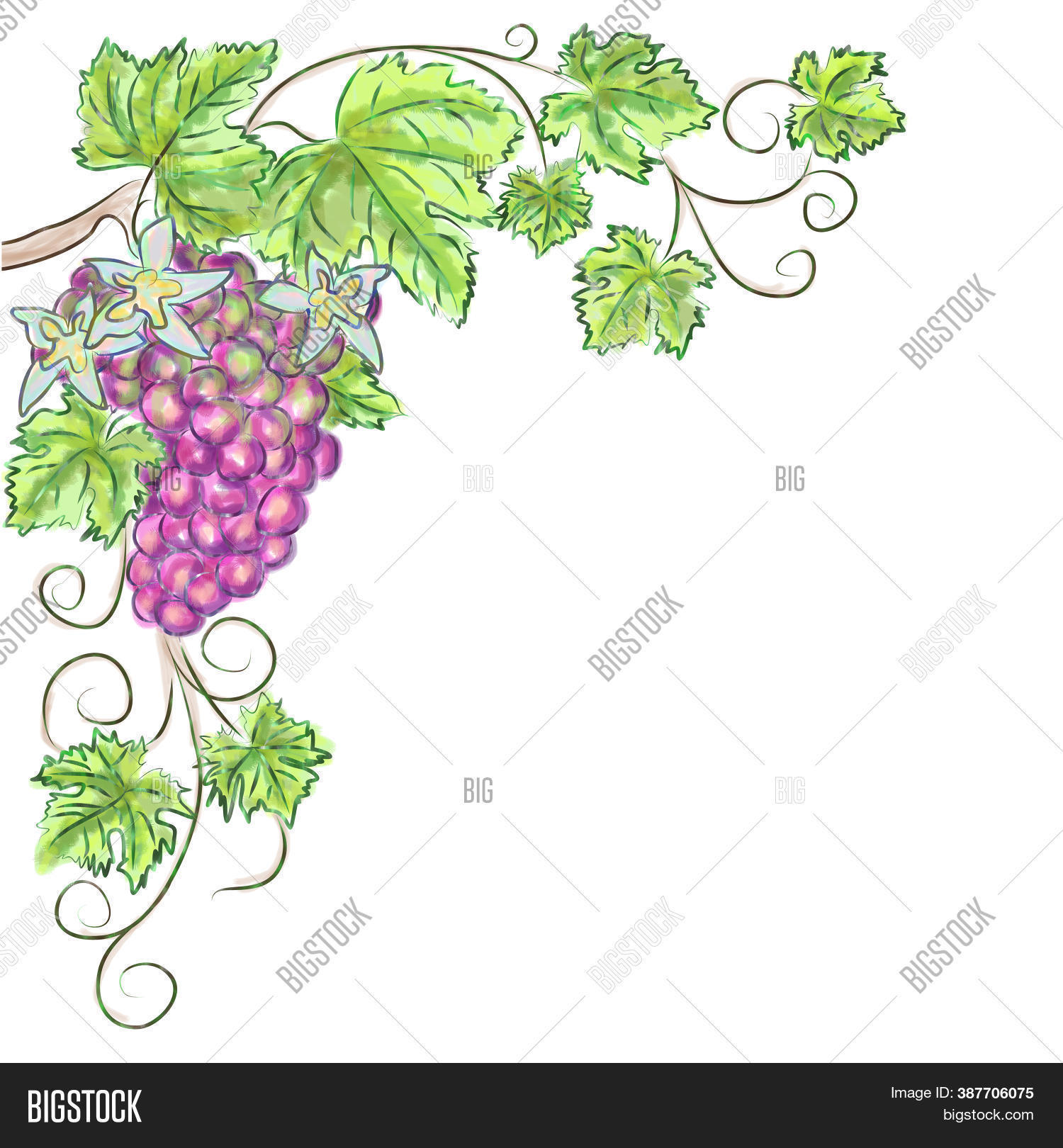 Illustration Grapevine Image & Photo (Free Trial) | Bigstock