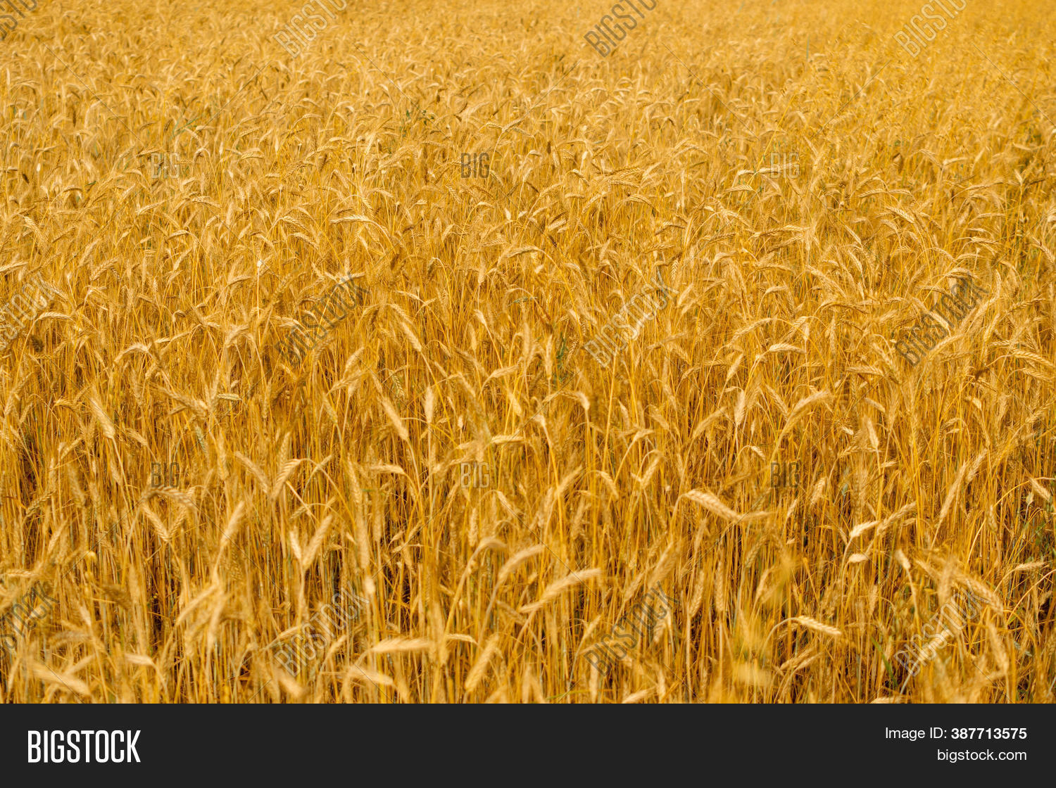 Wheat Field Texture Image & Photo (Free Trial) | Bigstock