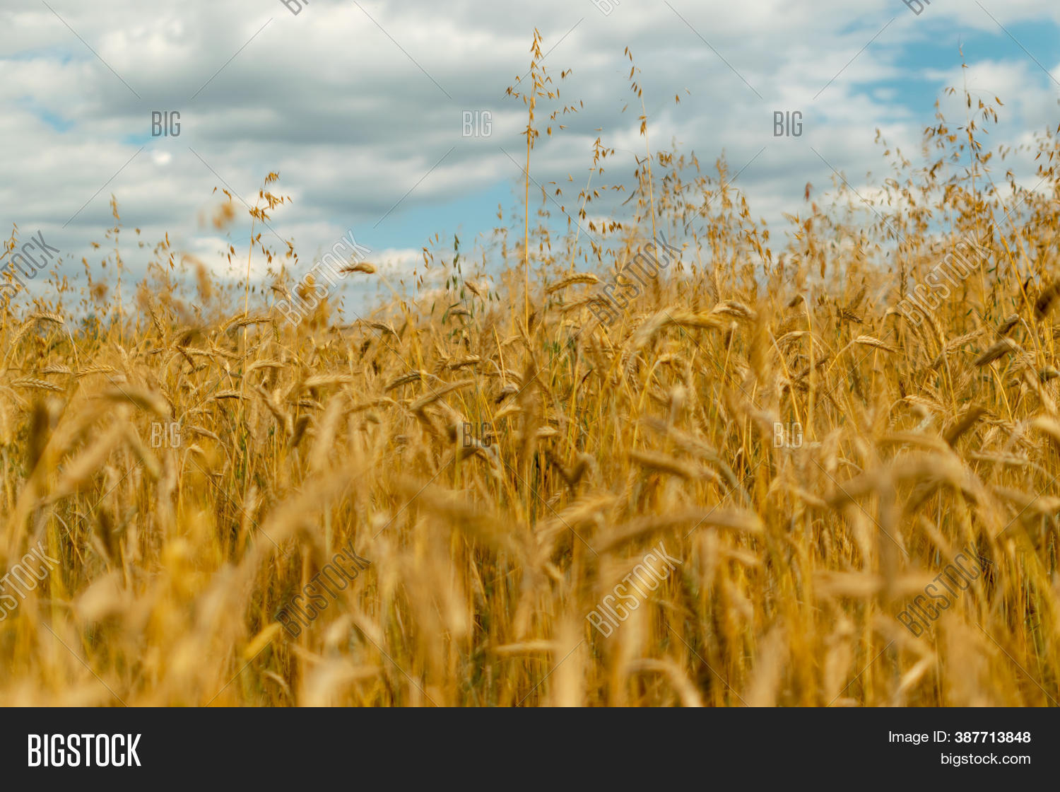 Wheat Field Texture Image & Photo (Free Trial) | Bigstock
