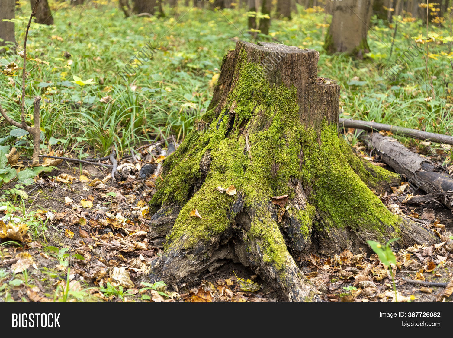Old Stump Overgrown Image & Photo (Free Trial) | Bigstock