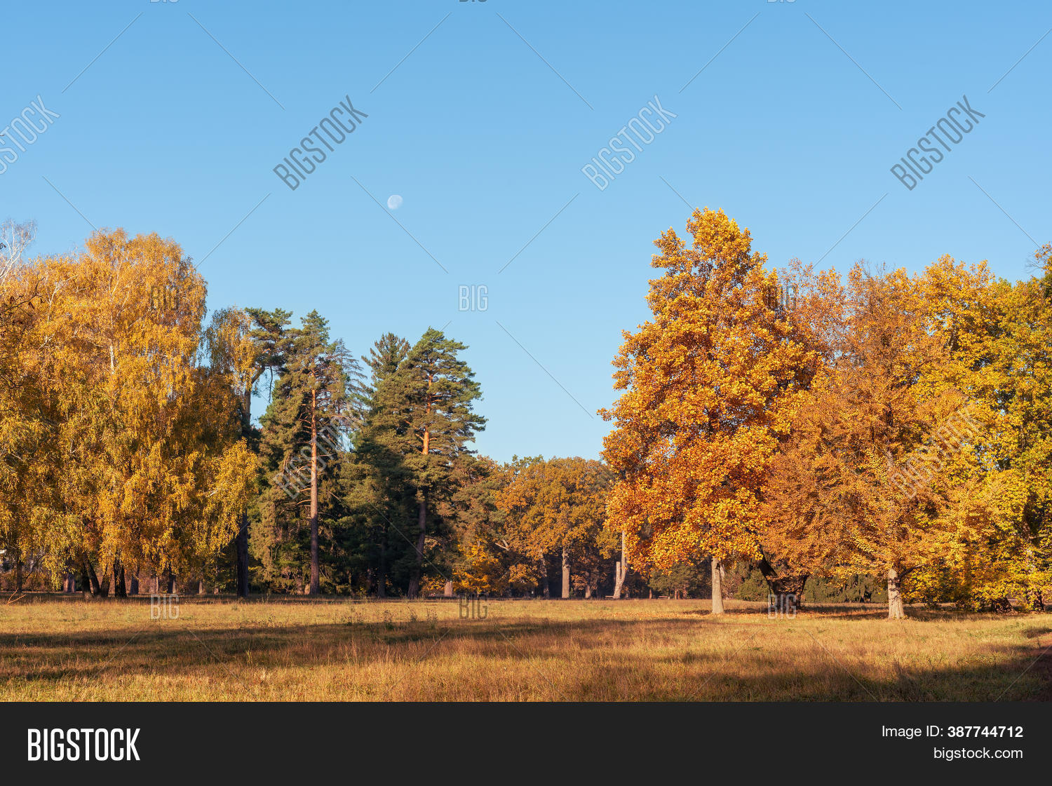 Beautiful Autumn Trees Image & Photo (Free Trial) | Bigstock