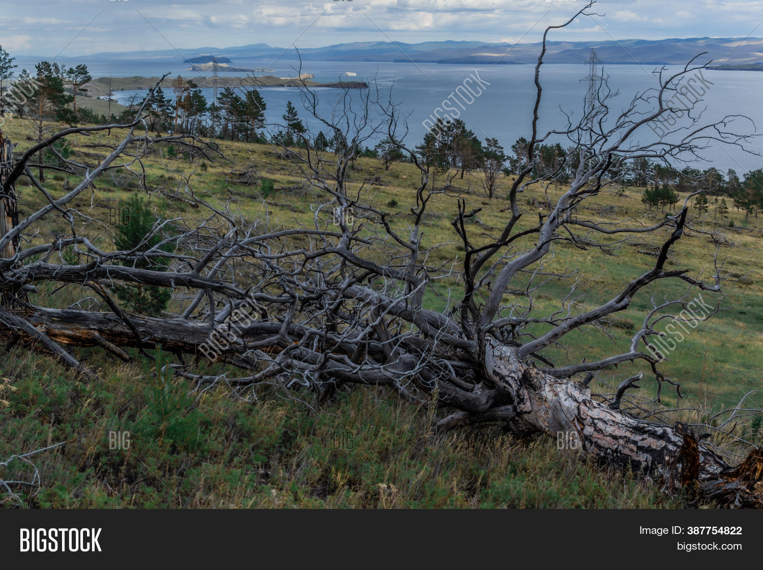 Bare Gray Burned Tree Image & Photo (Free Trial) | Bigstock