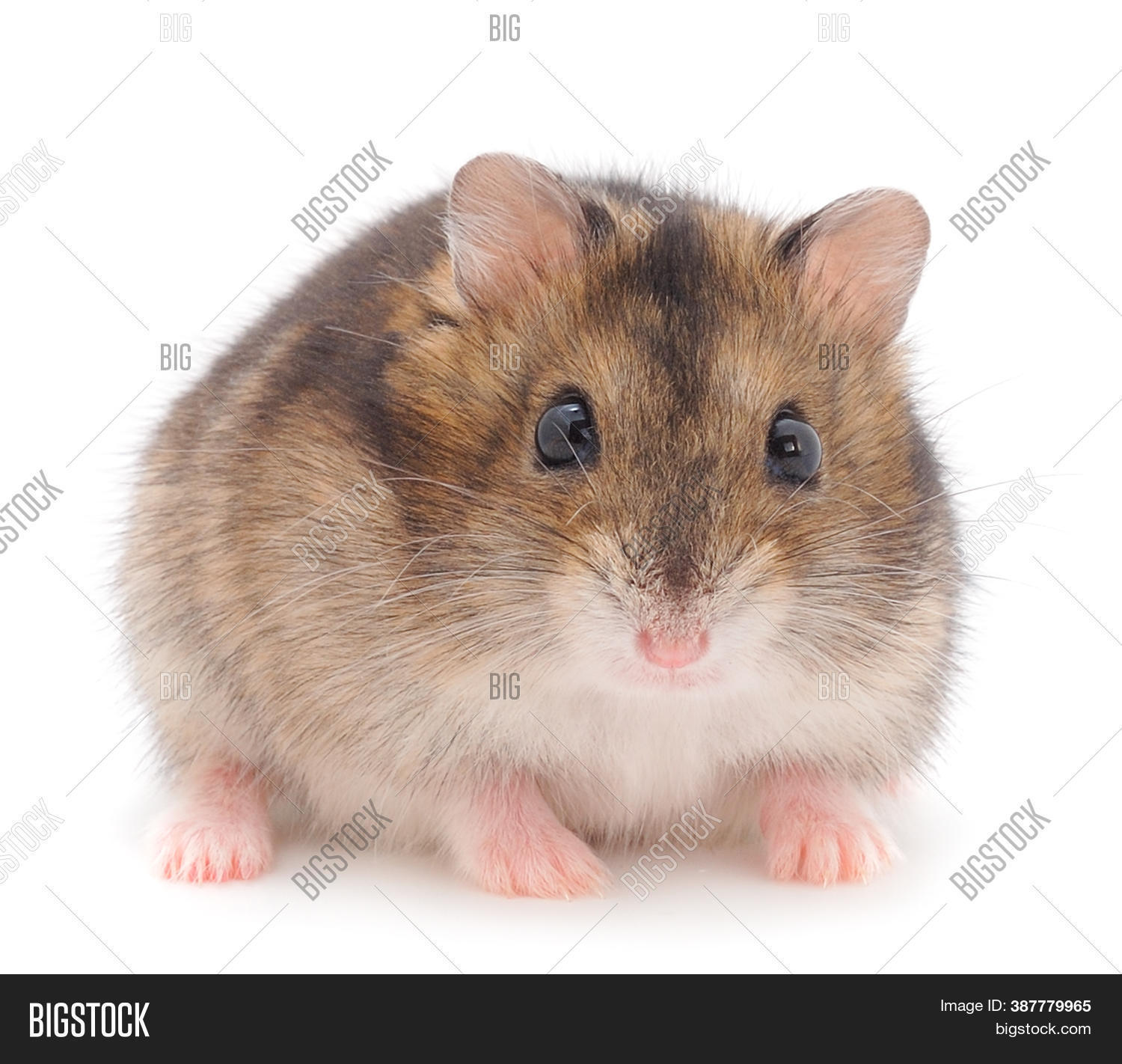 Dwarf Gray Hamster Image & Photo (Free Trial) | Bigstock