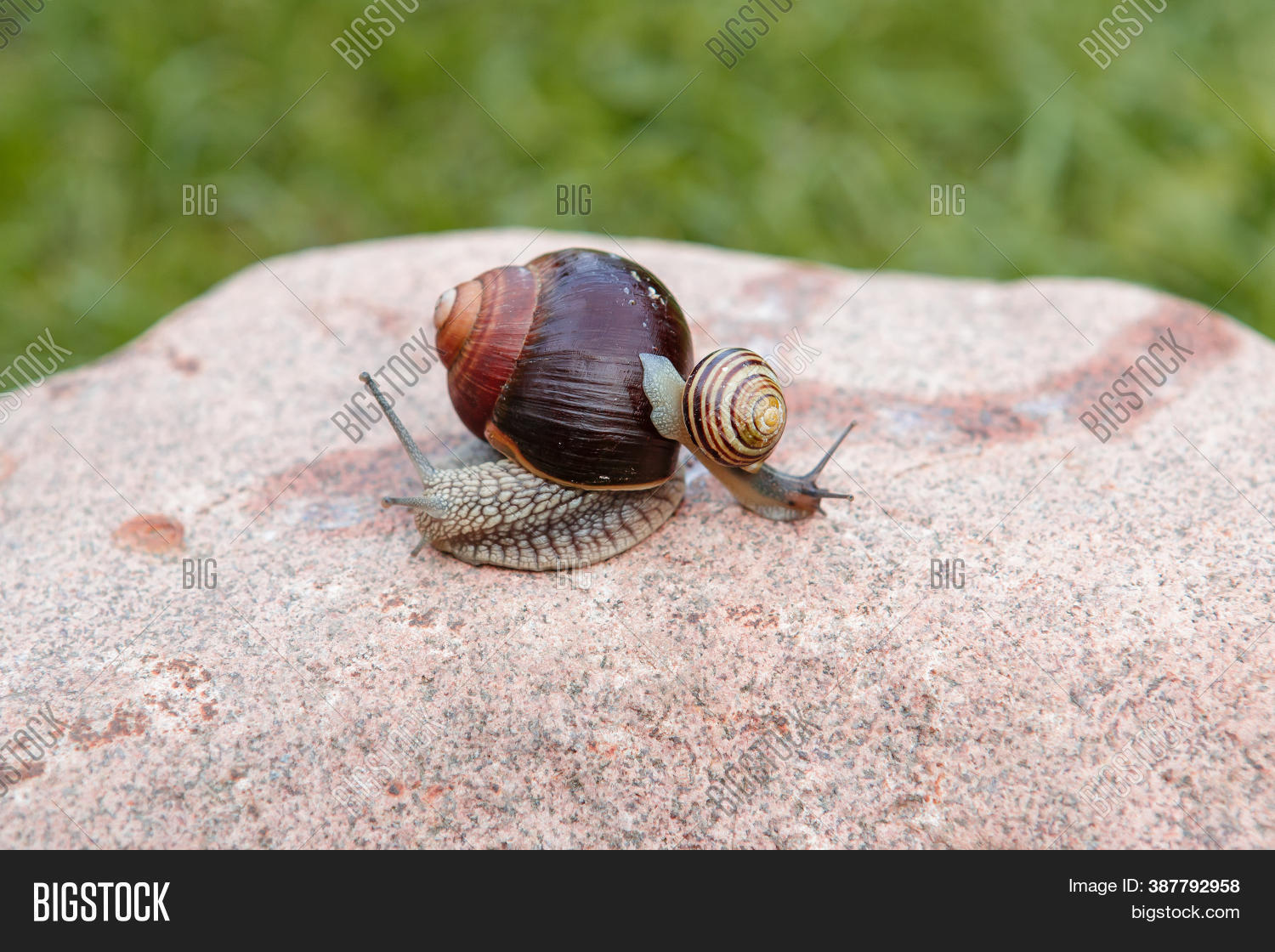 Small Colorfull Snail Image & Photo (Free Trial) | Bigstock