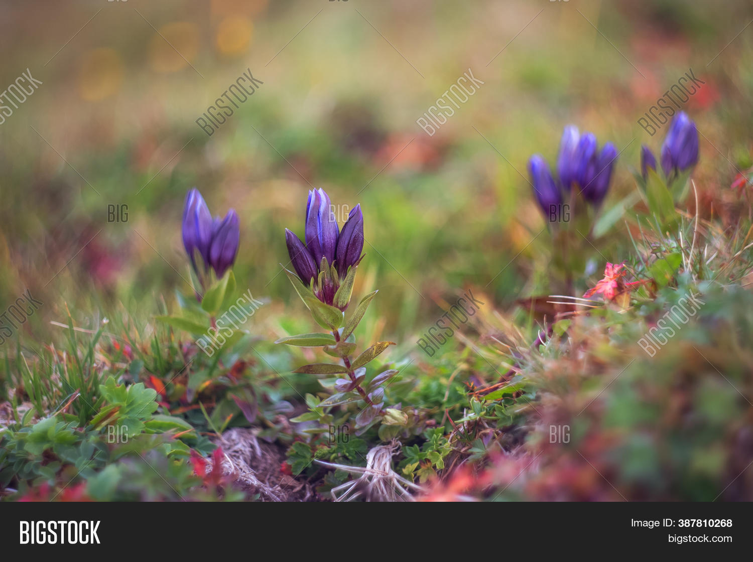 Gentian Flowers ( Image & Photo (Free Trial) | Bigstock