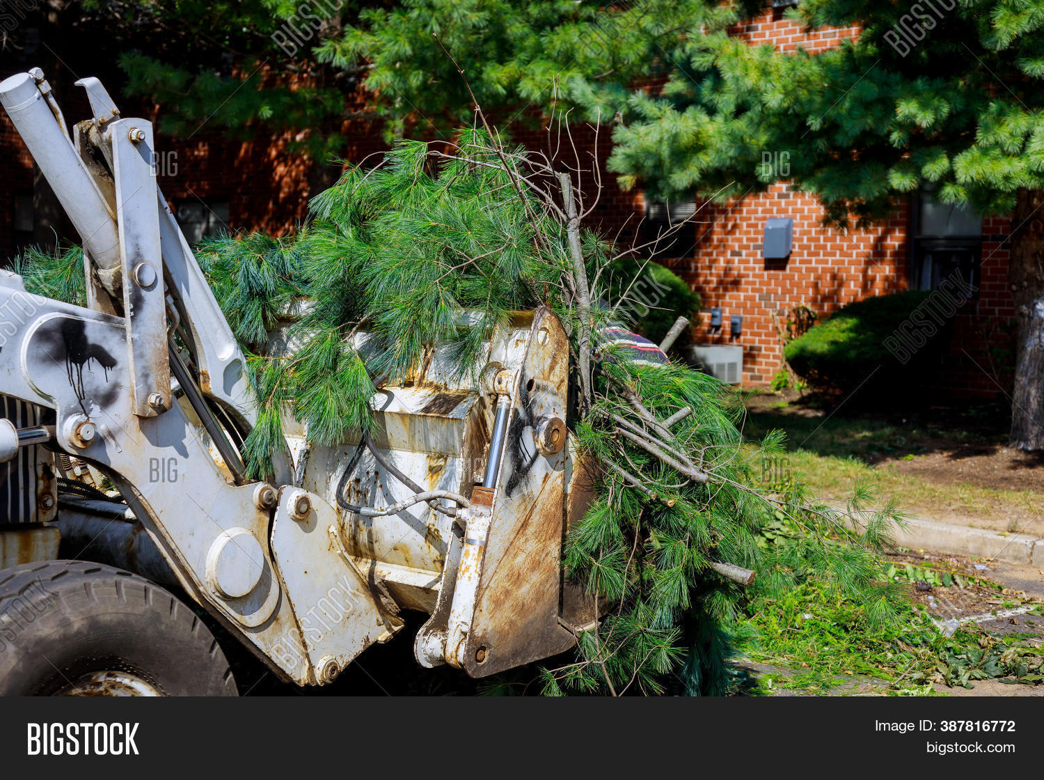 Pile Tree Branches Image & Photo (Free Trial) | Bigstock