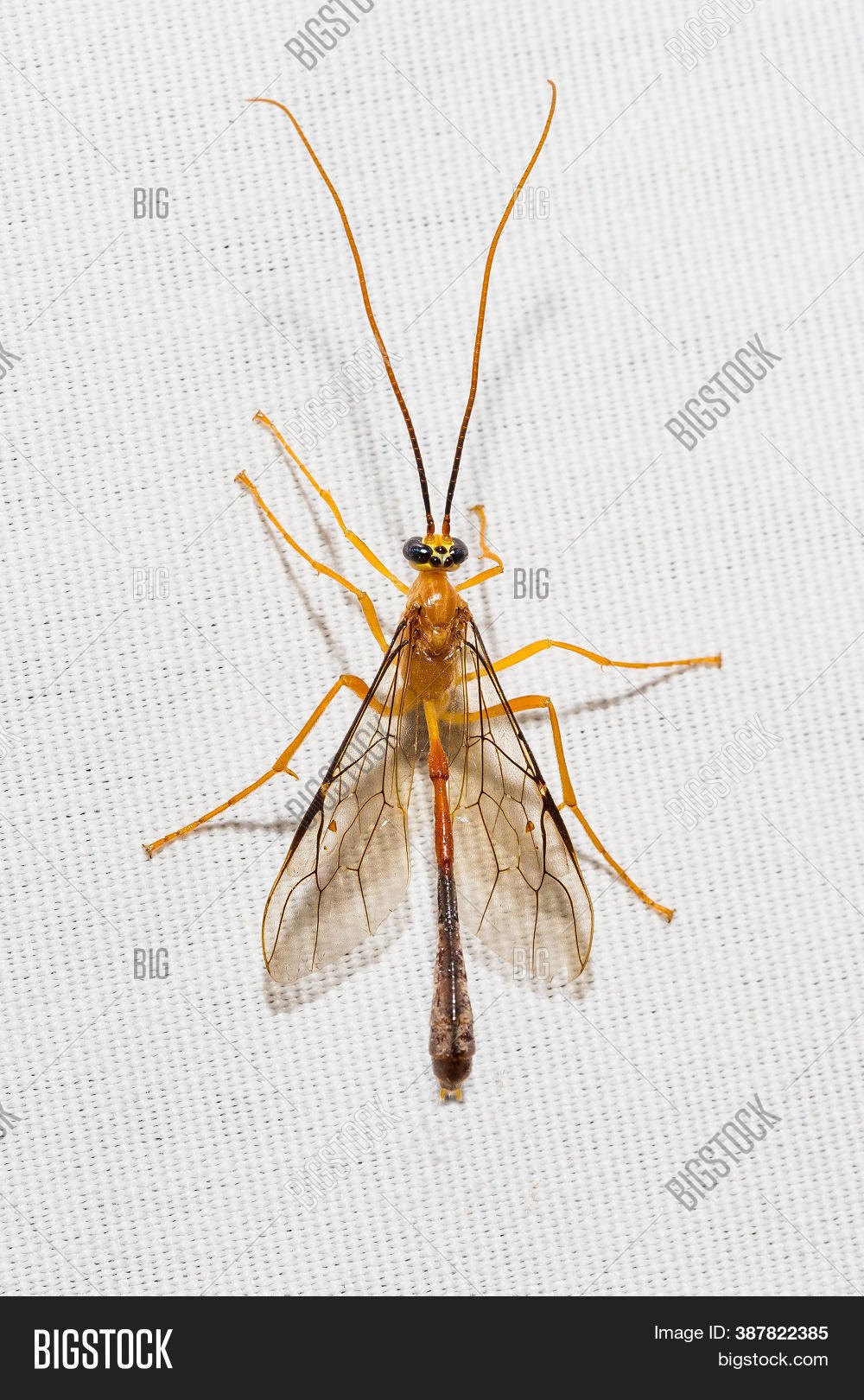 Nocturnal Insects Image & Photo (Free Trial) | Bigstock