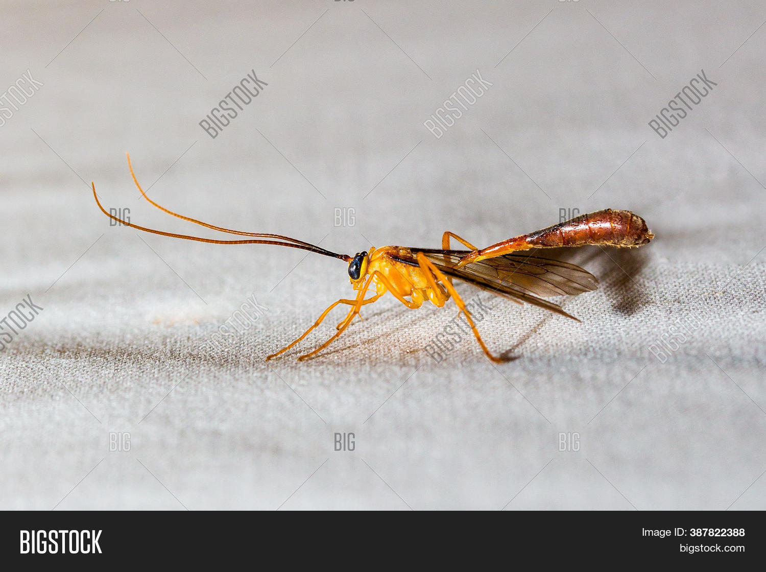 Nocturnal Insects Image & Photo (Free Trial) | Bigstock