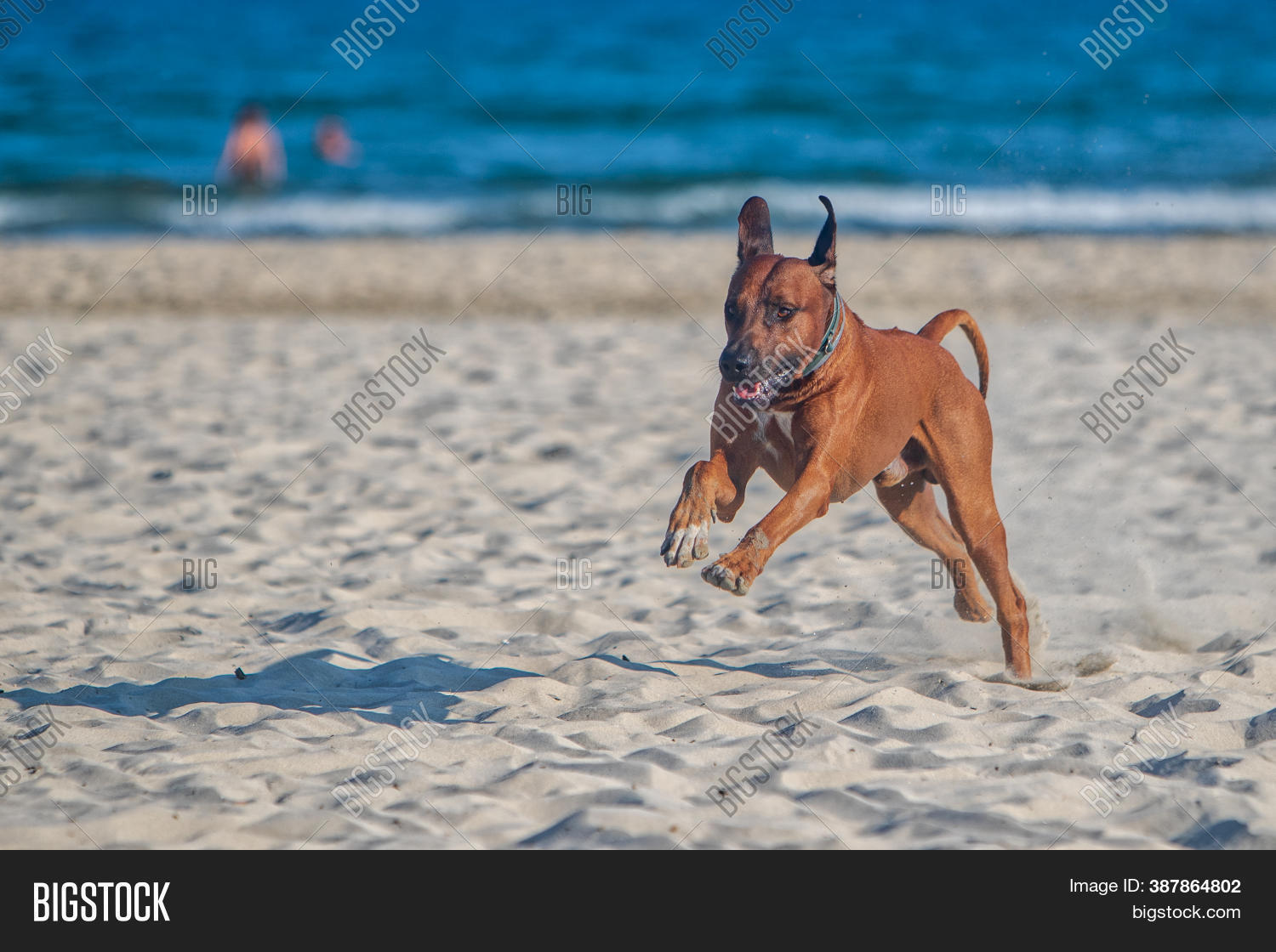 Dog Rhodesian Image & Photo (Free Trial) | Bigstock