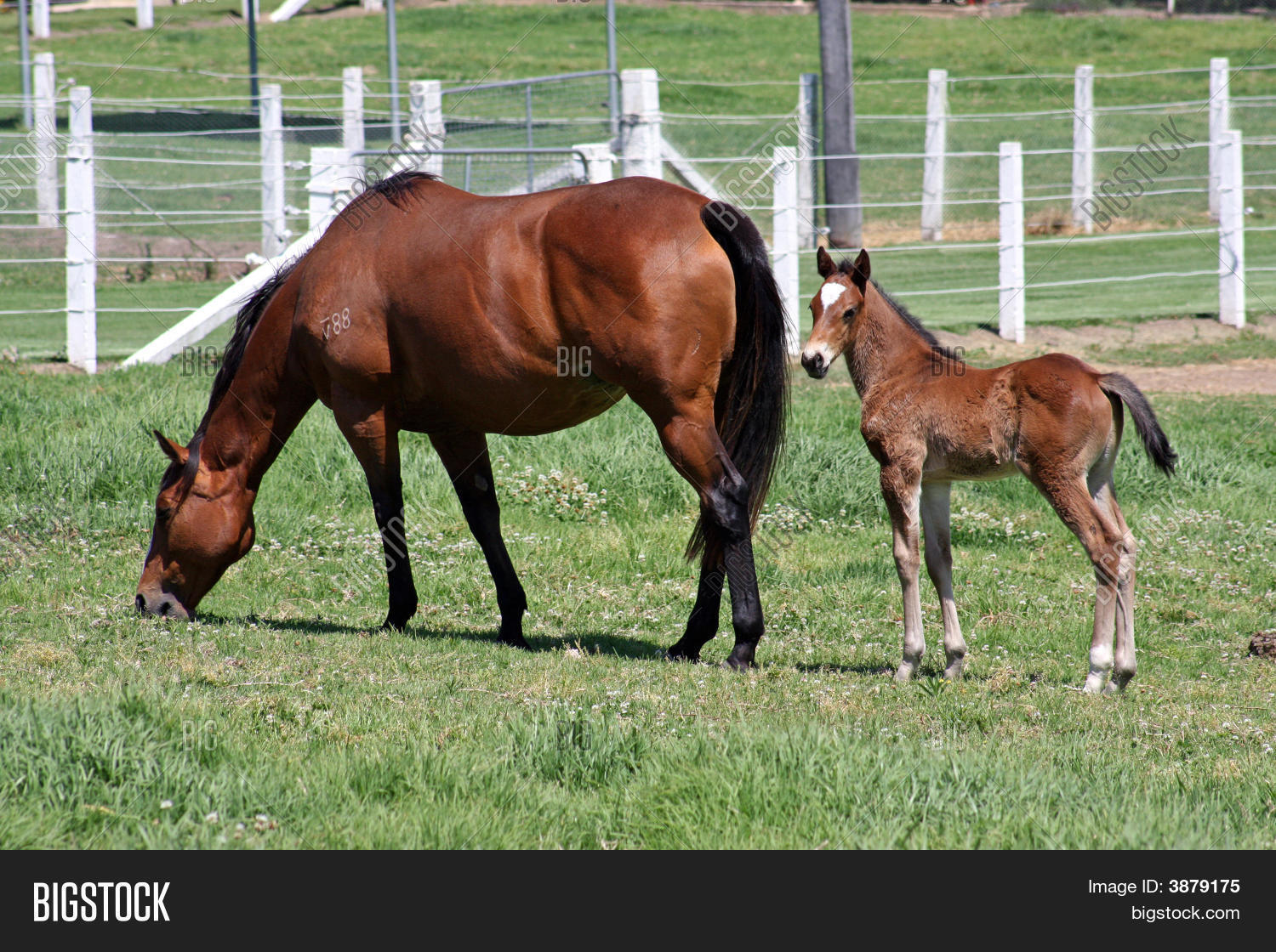 Selective Breeding Image & Photo (Free Trial) | Bigstock