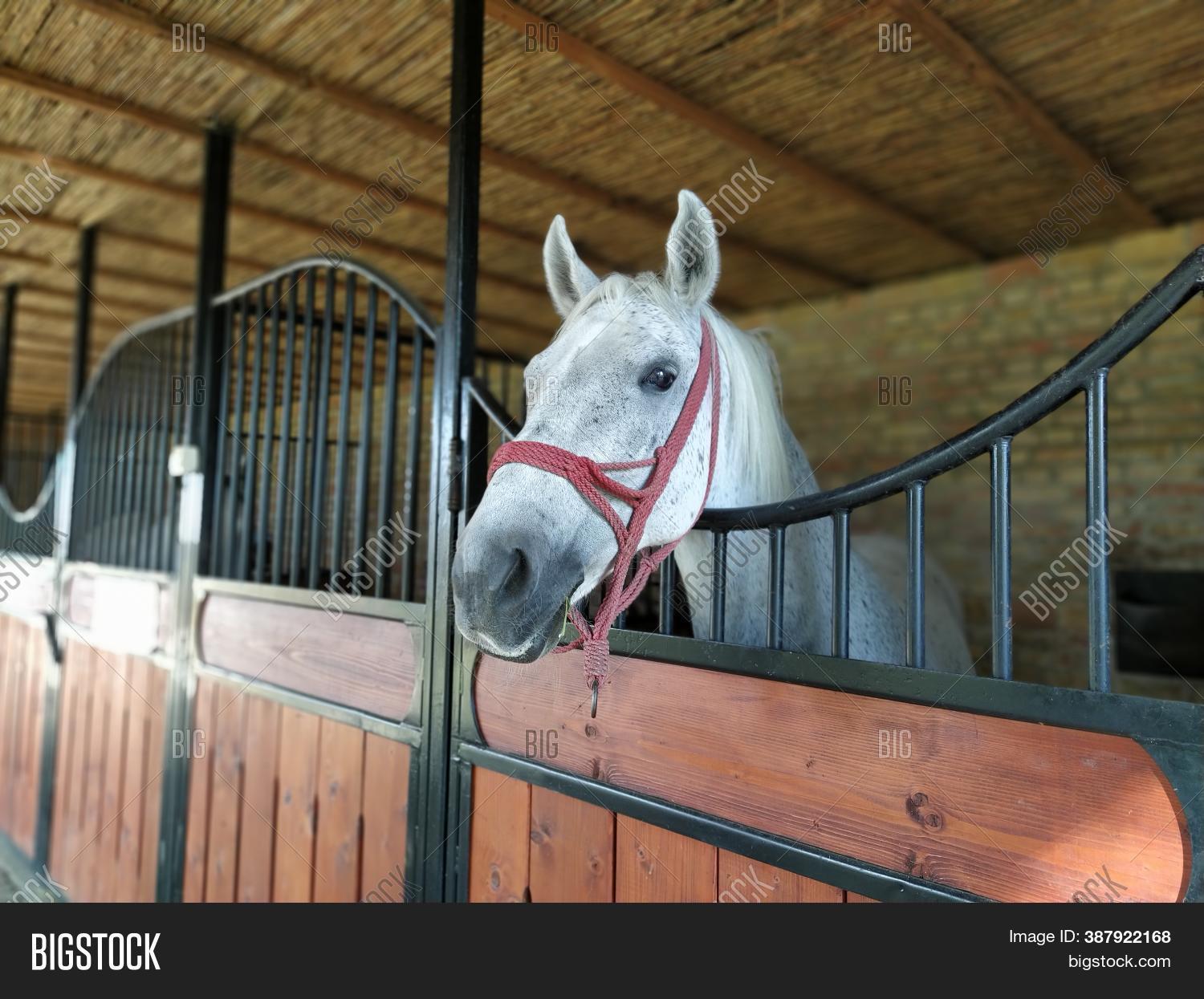 White Horse Stable Image & Photo (Free Trial) | Bigstock